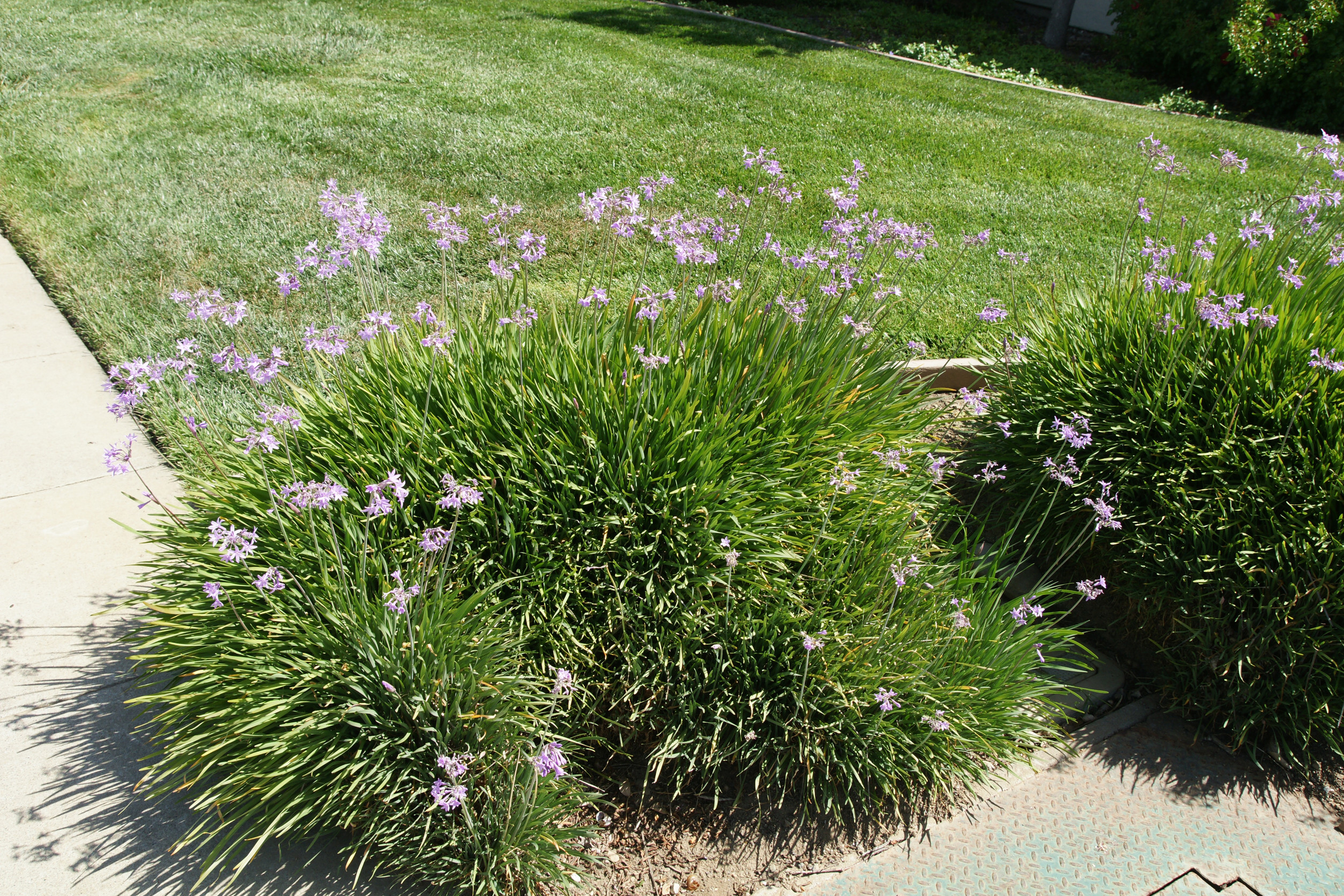 Tulbagia fioletowa (czosnek afrykański) – uprawa i zastosowanie ...