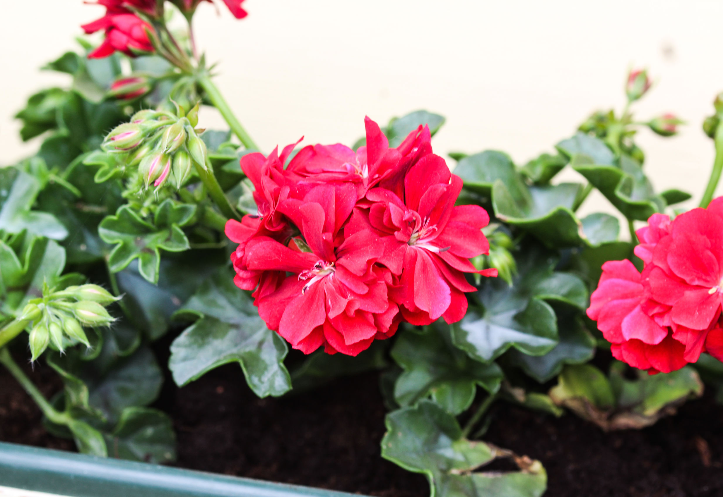 Jak przezimować pelargonie i surfinie? - Deccoria.pl