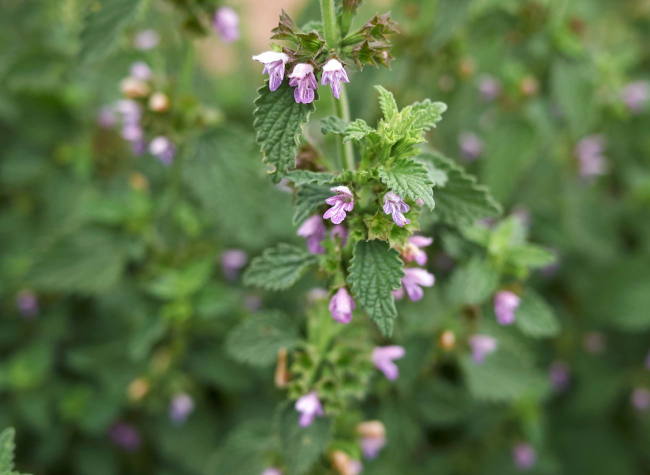 Mierznica czarna – uprawa i właściwości. Na co pomaga? – uprawa ...
