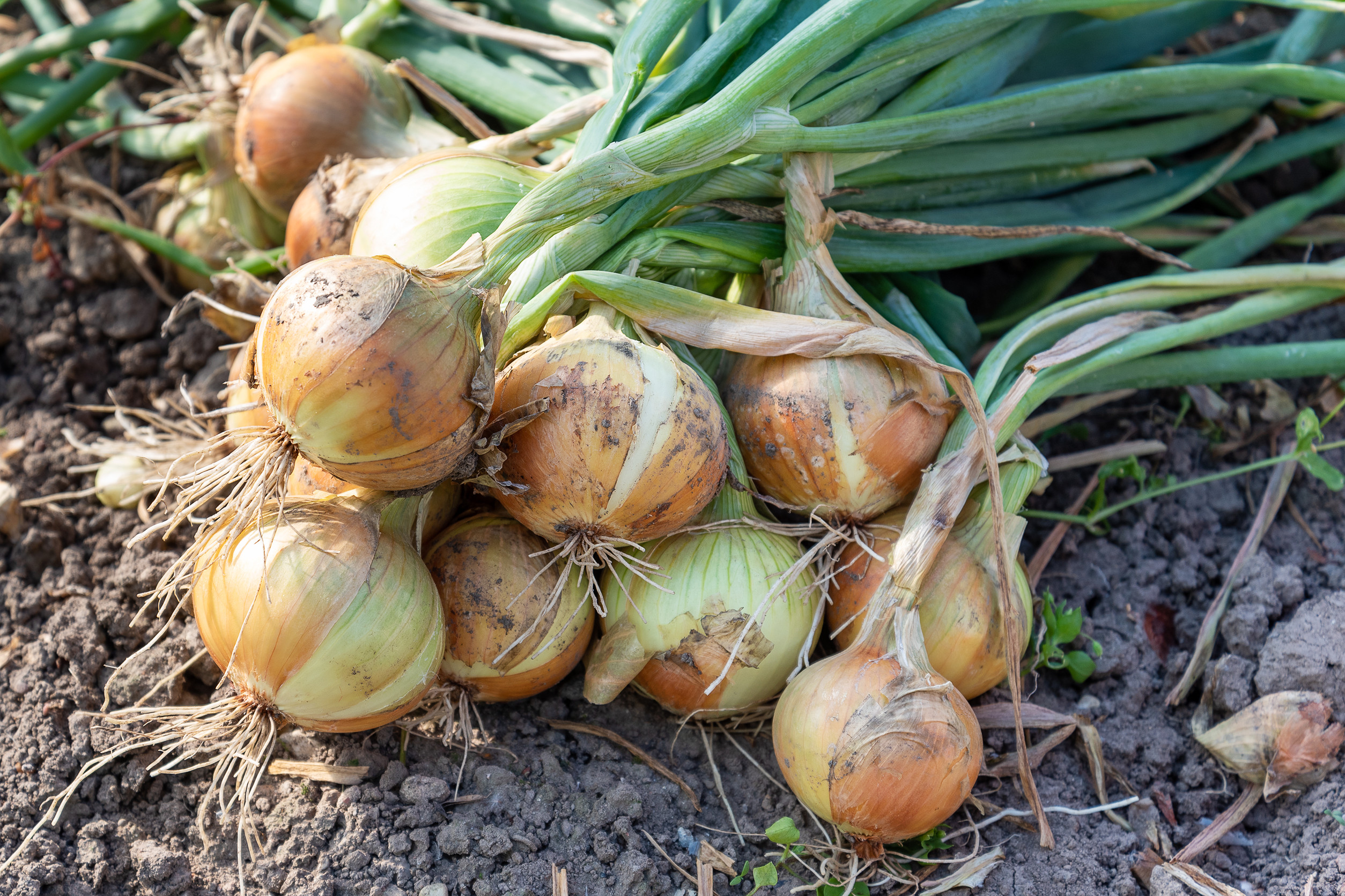 Siew cebuli na rozsadę. Uprawa cebuli na duże i zdrowe główki - Deccoria.pl