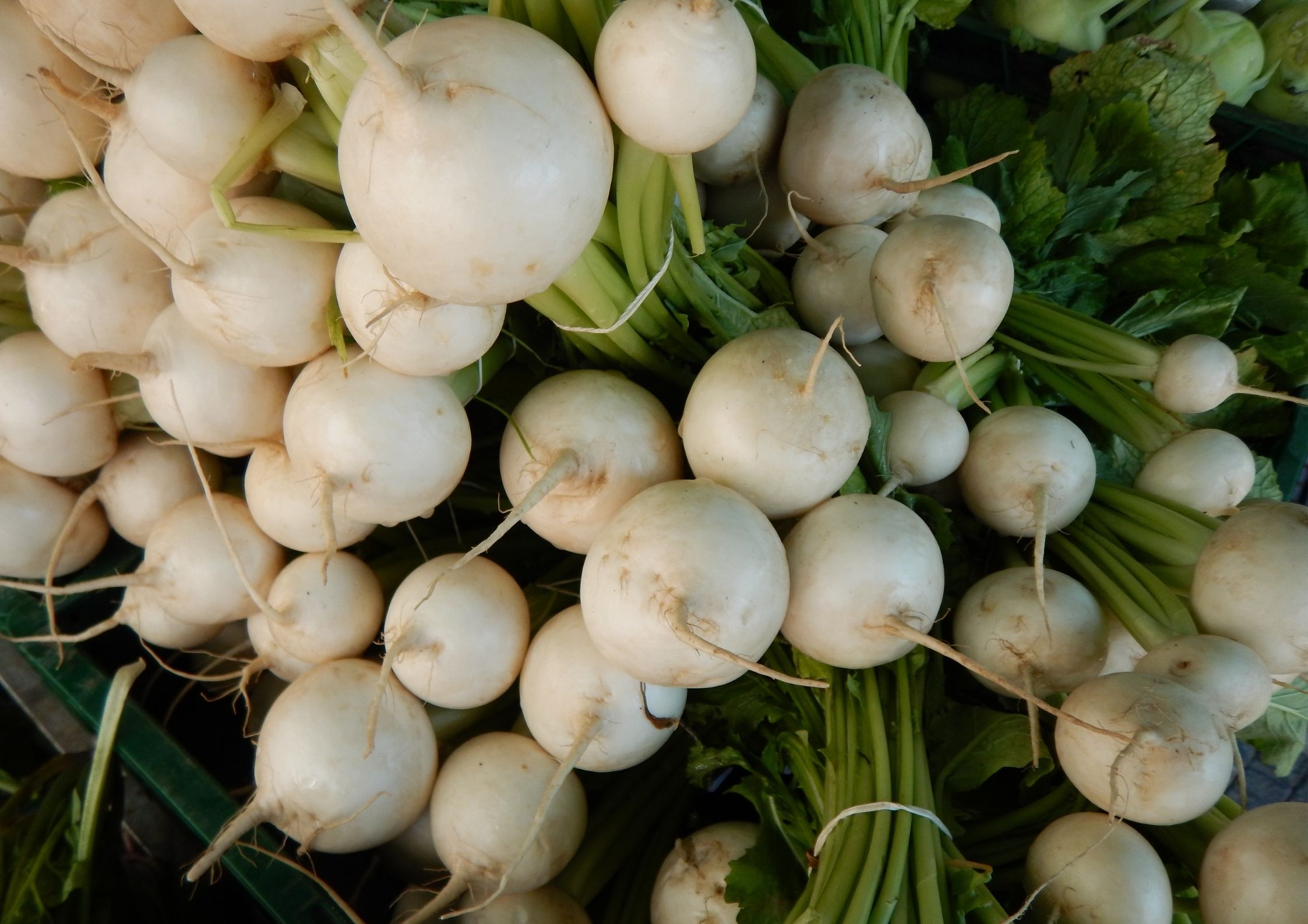 Rzepa (Brassica rapa subsp. rapa) – uprawa, pielęgnacja, stanowisko ...