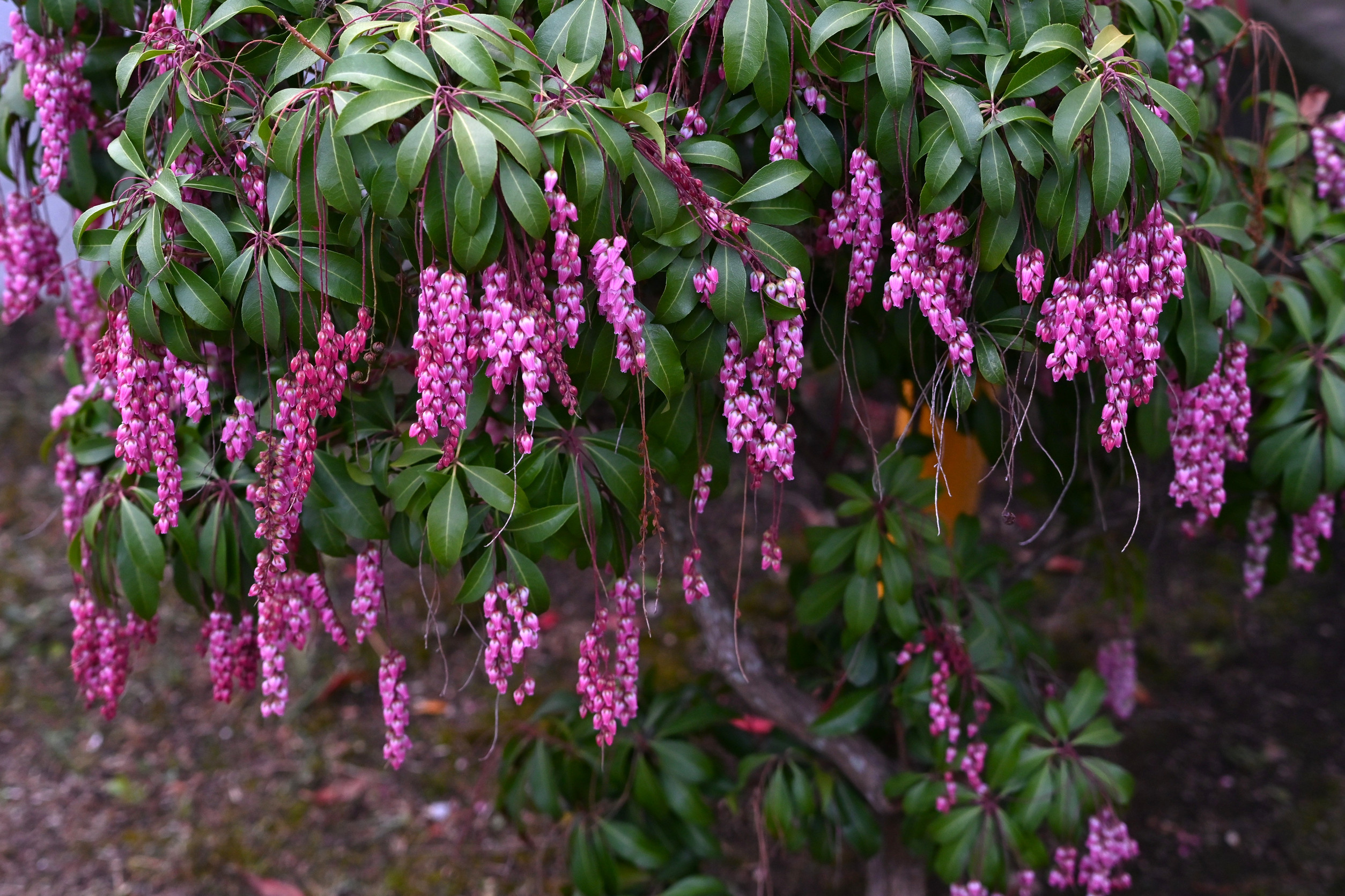 Pieris japoński (Pieris japonica) – uprawa, pielęgnacja, odmiany ...
