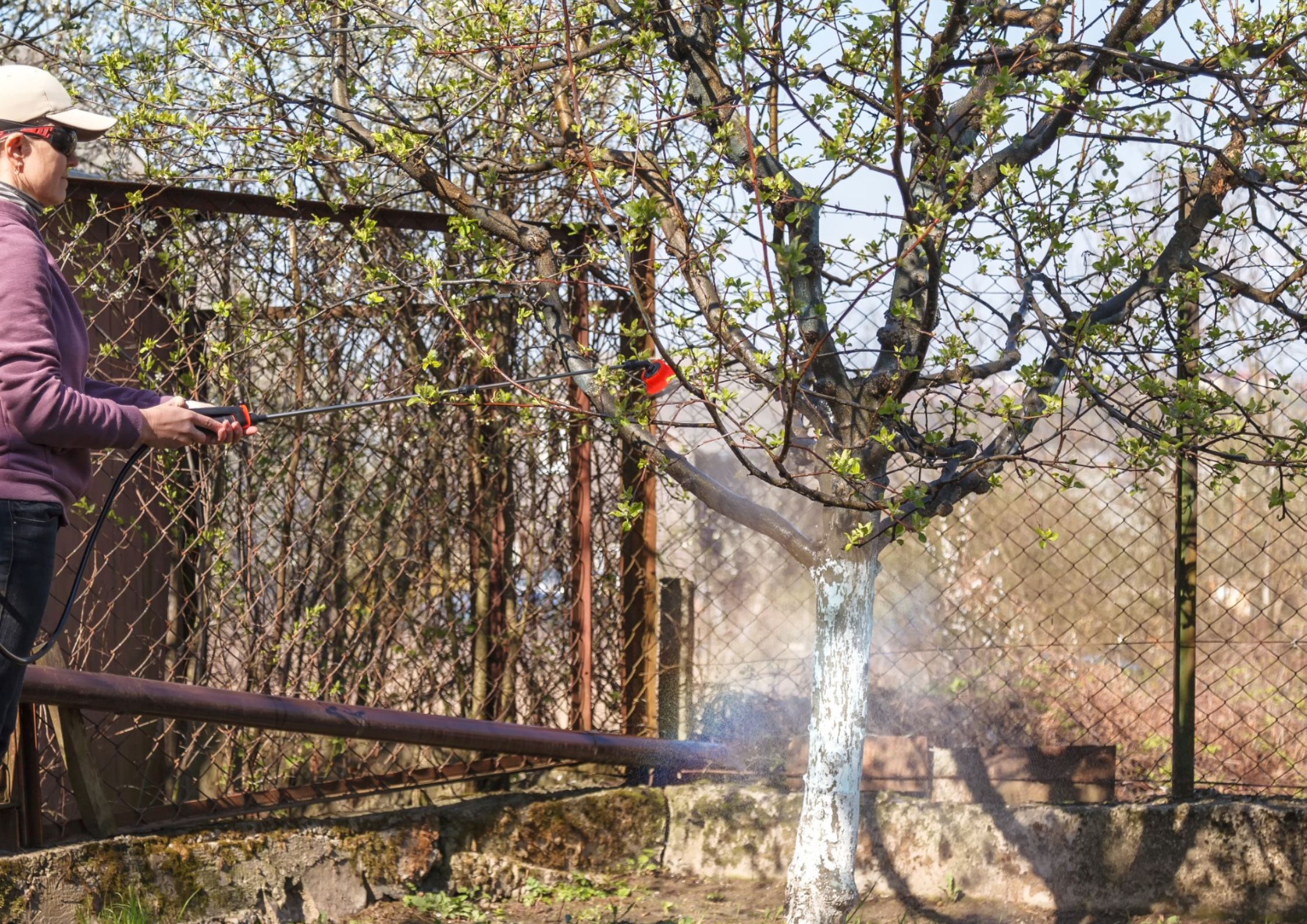 Wiosenny oprysk na brzoskwinie - tak uratujesz owoce - Deccoria.pl