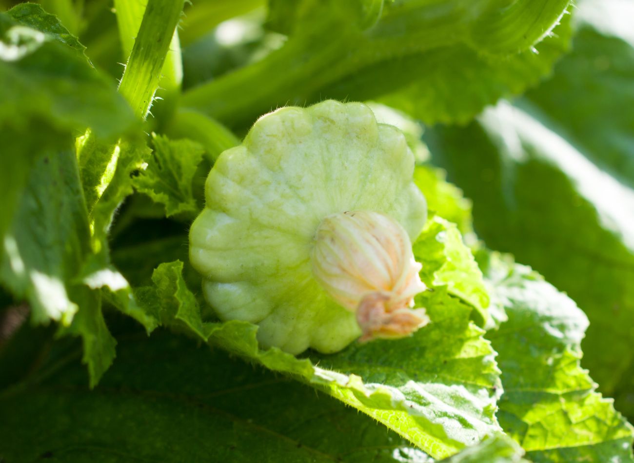 Patison (Cucurbita pepo var. Patisoniana) – uprawa, pielęgnacja ...