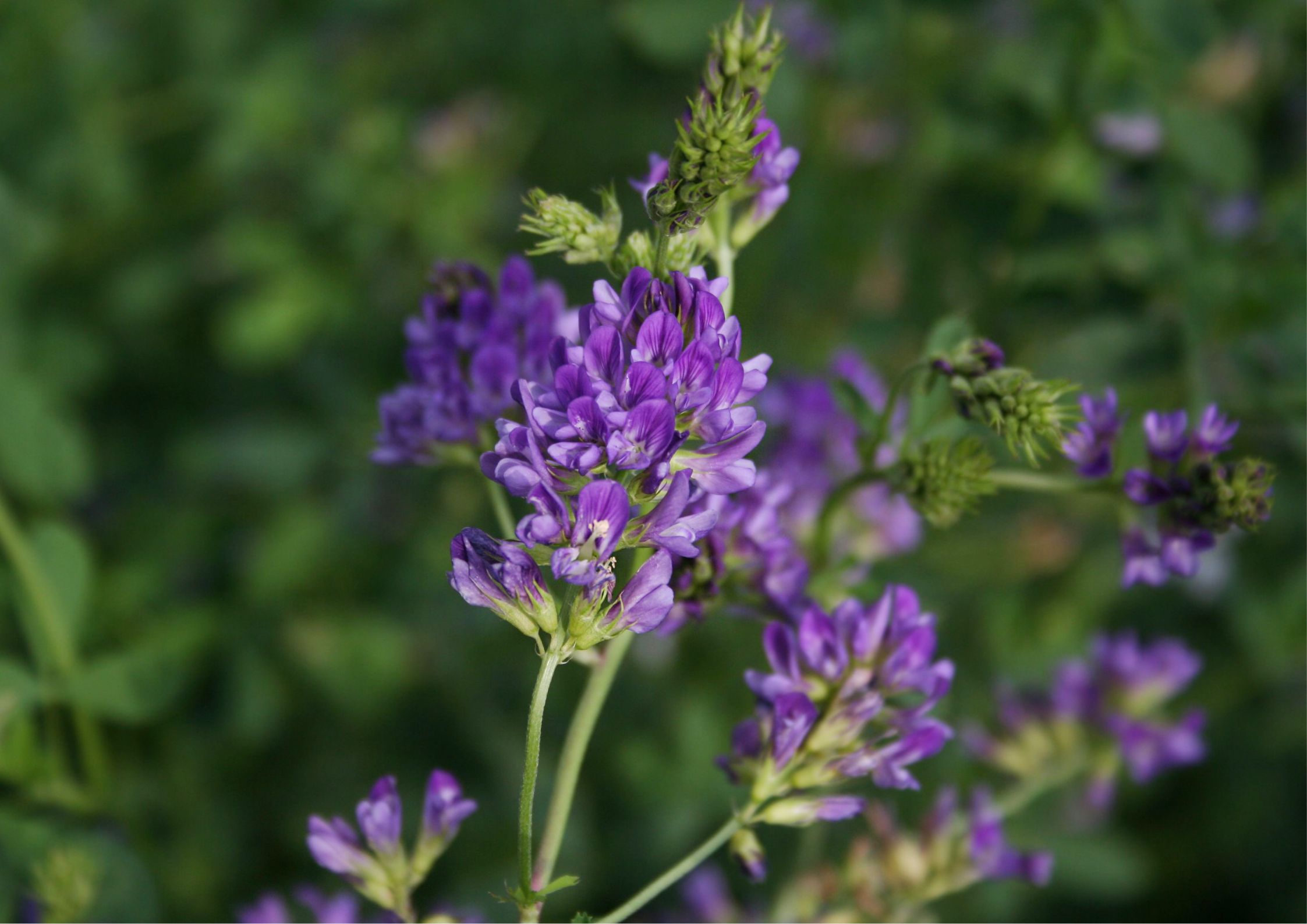 Jak uprawiać lucernę siewną? – uprawa, pielęgnacja, stanowisko ...