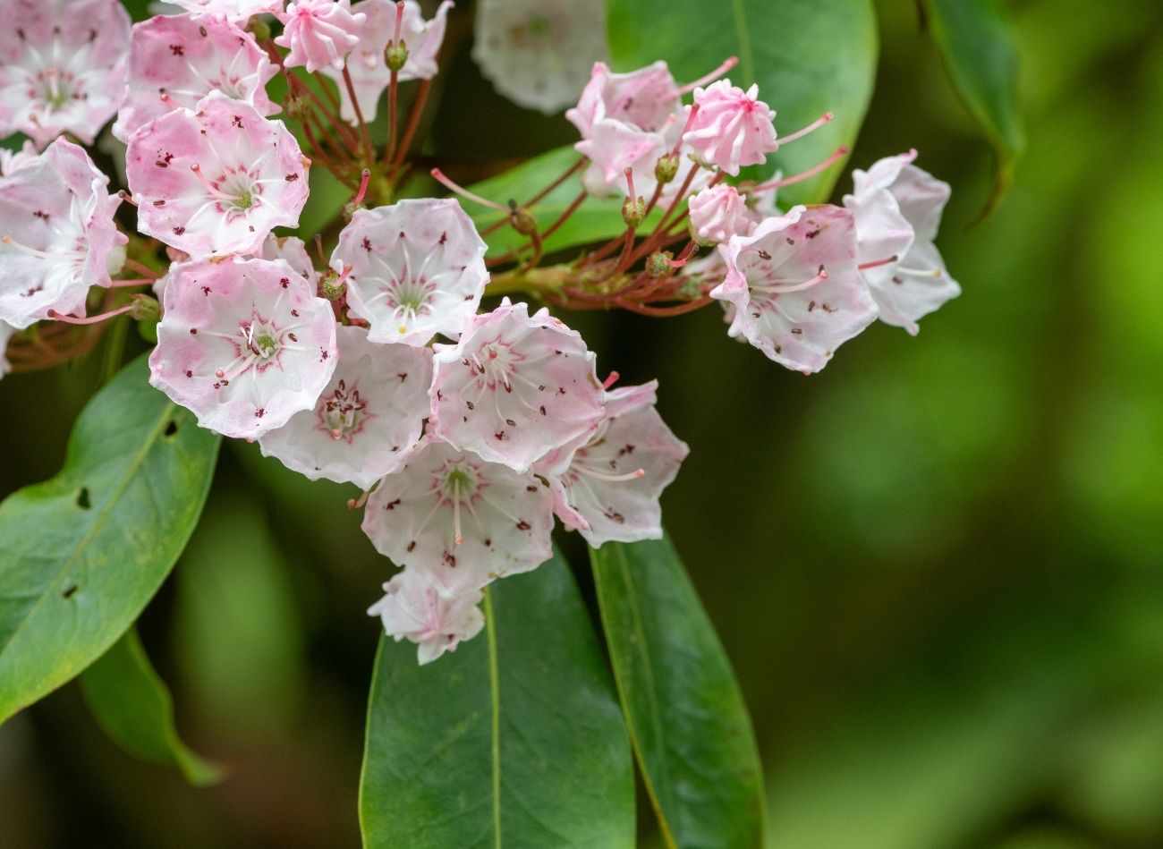 Kalmia szerokolistna - wygląd, wymagania, uprawa, pielęgnacja – uprawa ...