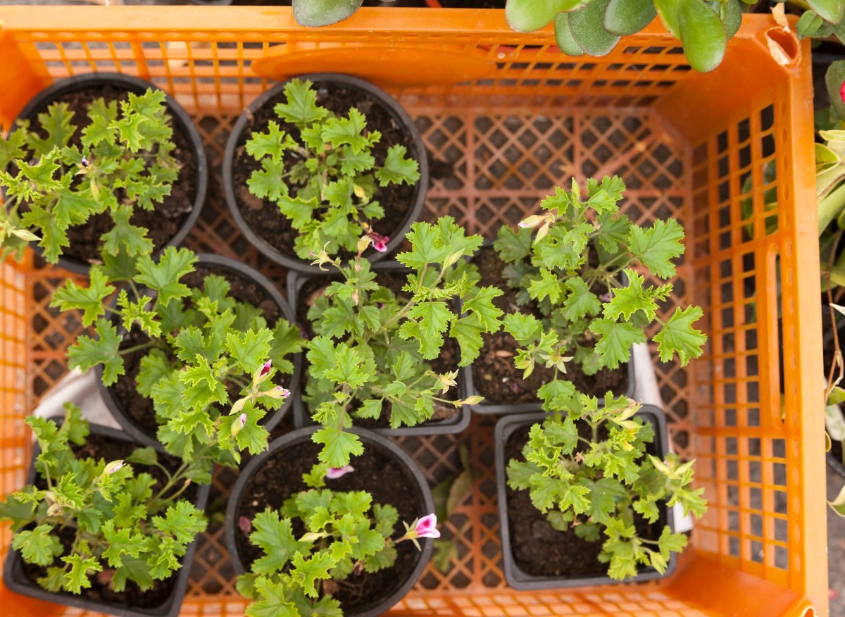 Jak rozmnażać pelargonie latem? Oto najważniejsze zasady - Deccoria.pl