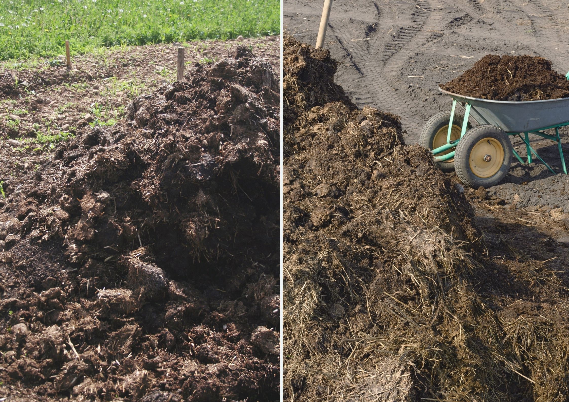 Co jest lepsze — humus czy obornik? Do jakich roślin i kiedy najlepiej ...