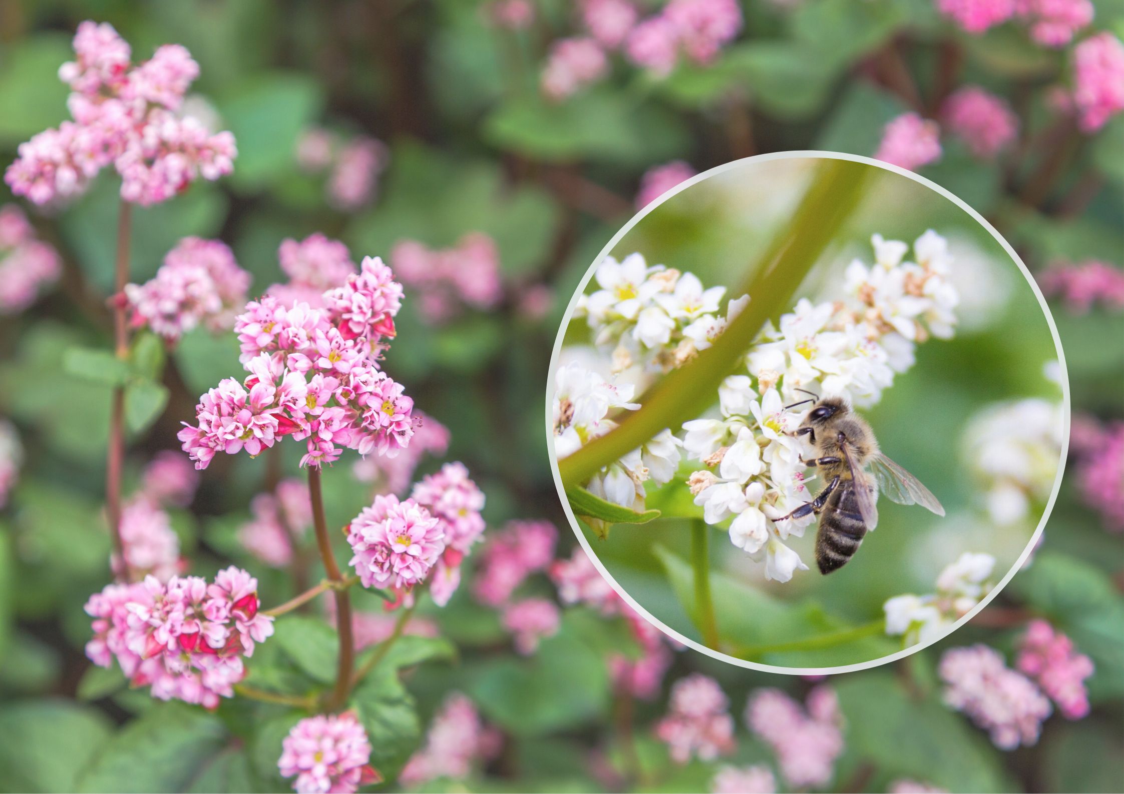 Gryka zwyczajna. Wysiew, uprawa i właściwości - Deccoria.pl