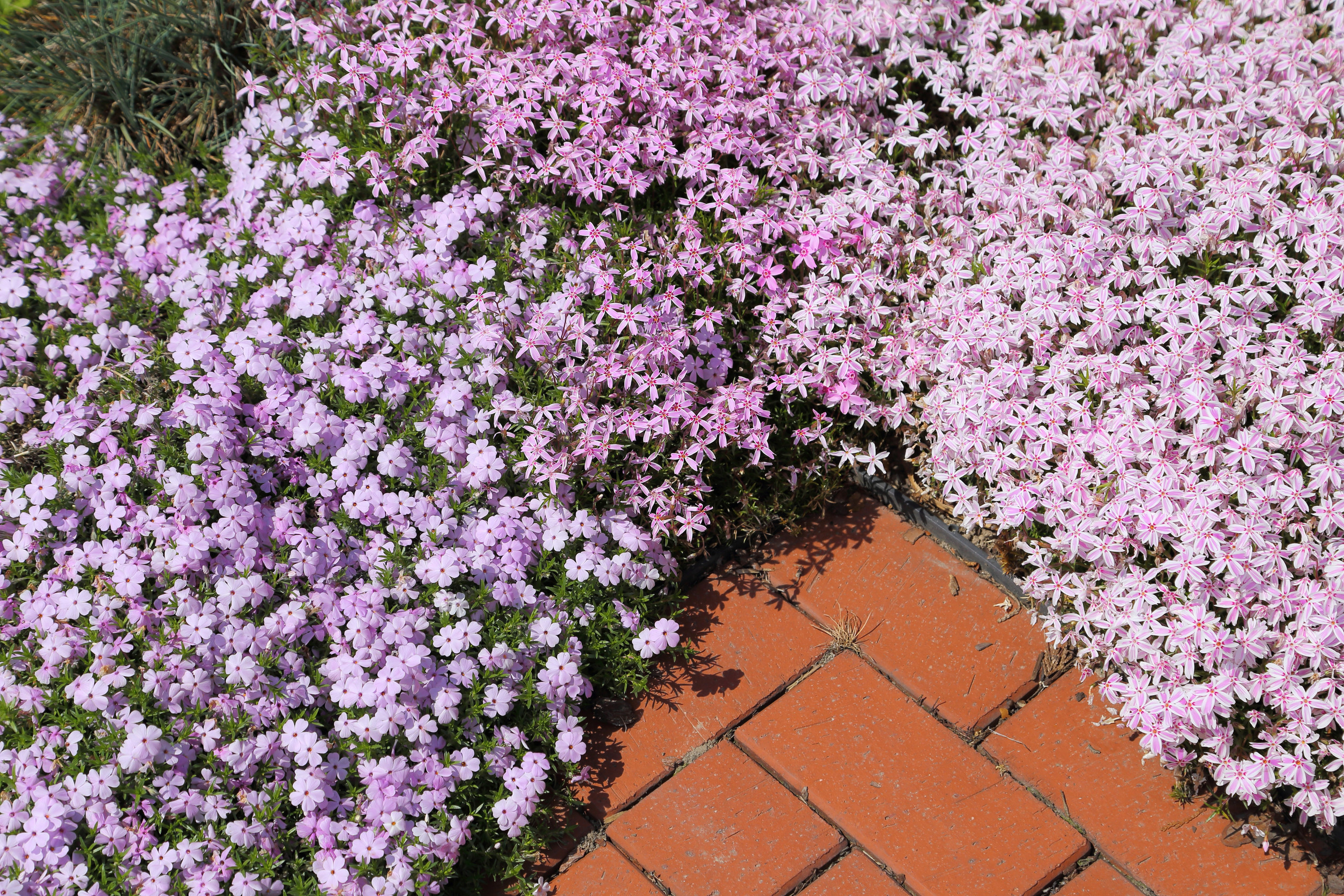 Jak zadbać o floksy szydlaste wiosną? Pielęgnacja dla długiego i ...