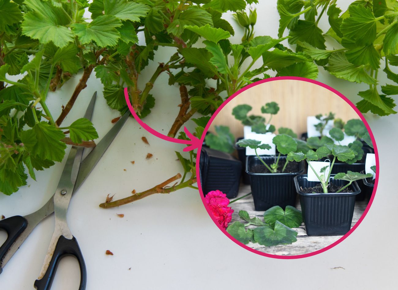 Jak jesienią rozmnażać pelargonie? Pobieranie sadzonek - Deccoria.pl