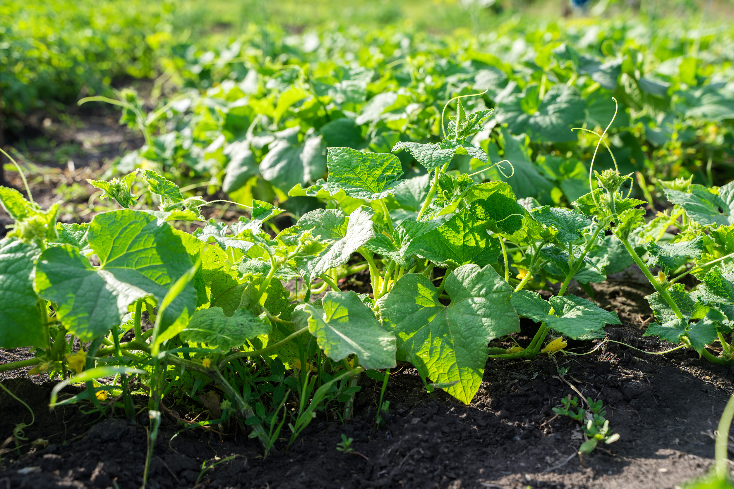 Gnojówka z czosnku – przepis, właściwości i zastosowanie - Deccoria.pl