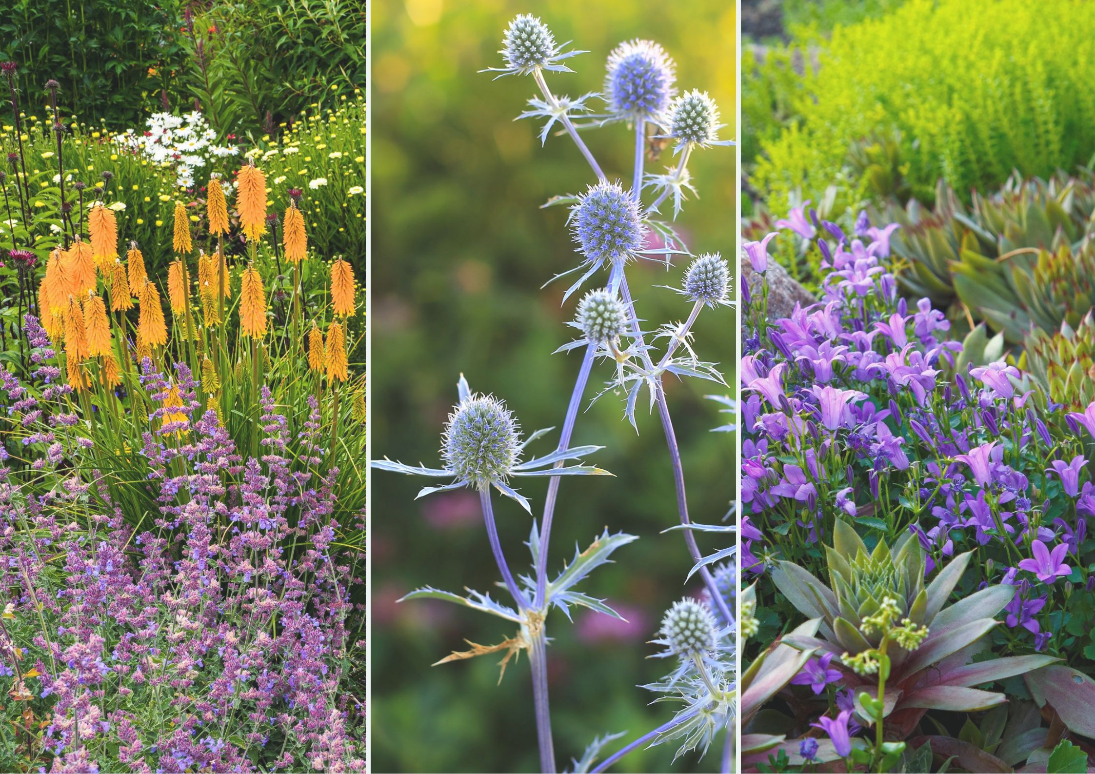 Najpiękniejsze letnie byliny do ogrodu. Lista roślin - Deccoria.pl