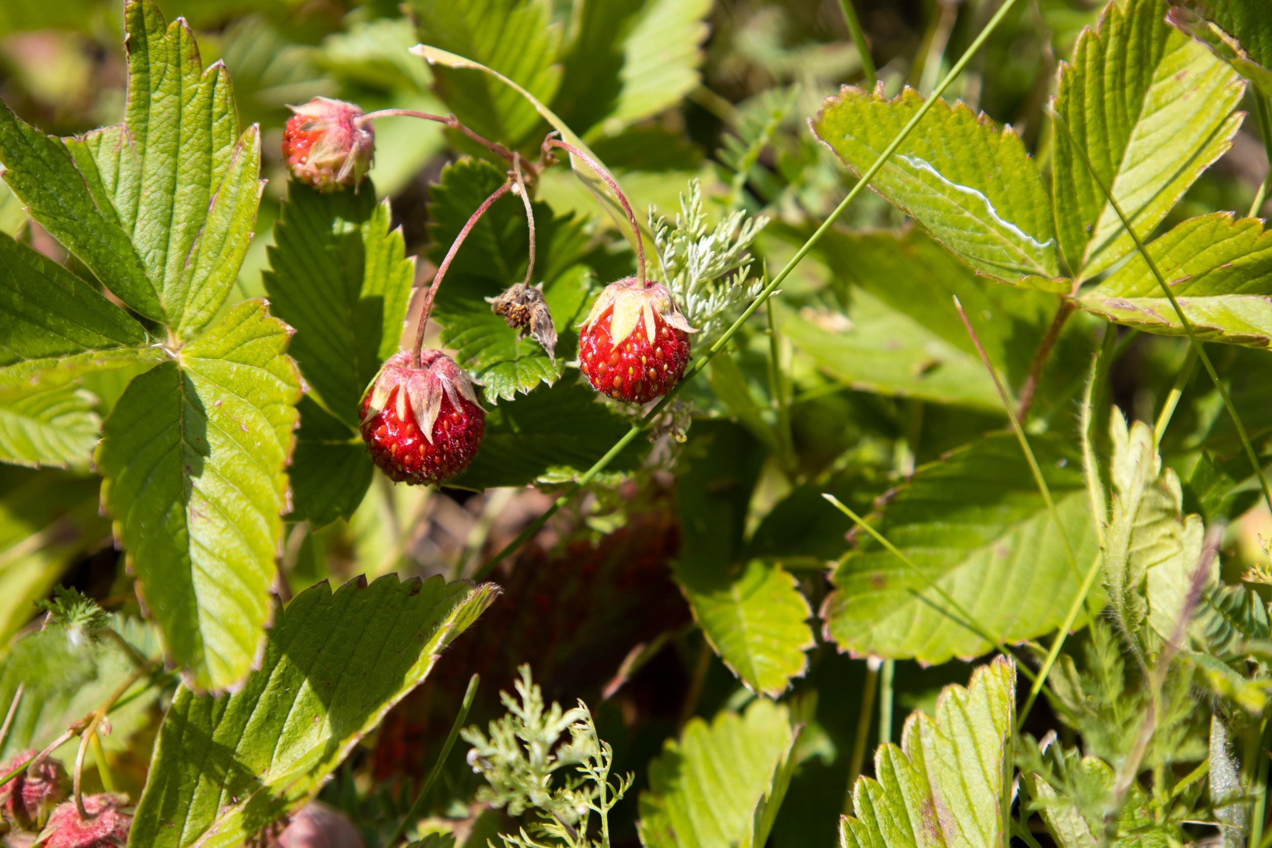 Poziomka pospolita (Fragaria vesca) – uprawa, pielęgnacja, stanowisko ...