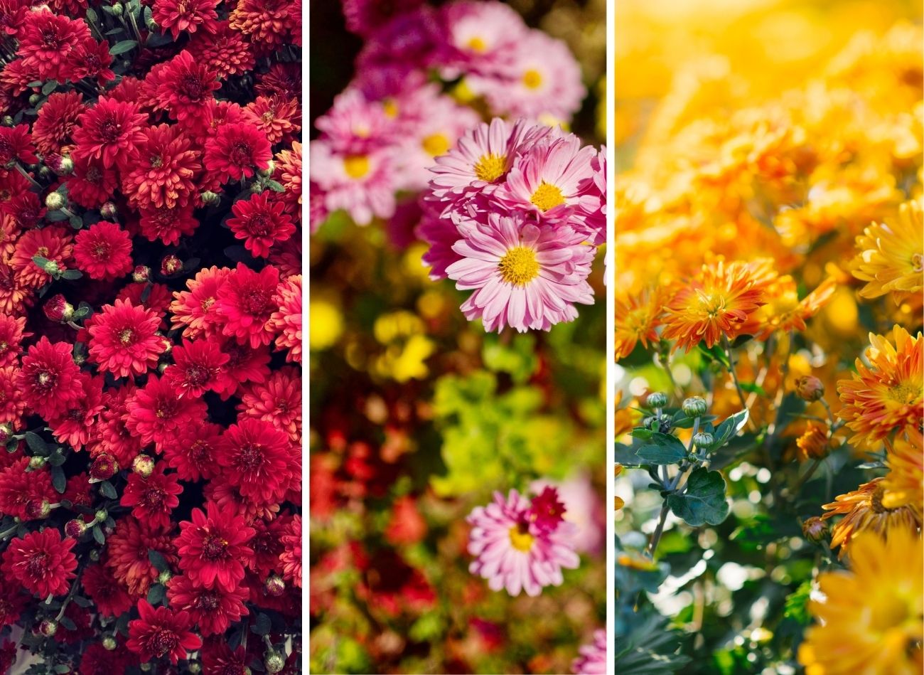 Chryzantemy – odmiany ogrodowe, uprawa, rozmnażanie i zimowanie - Deccoria.pl