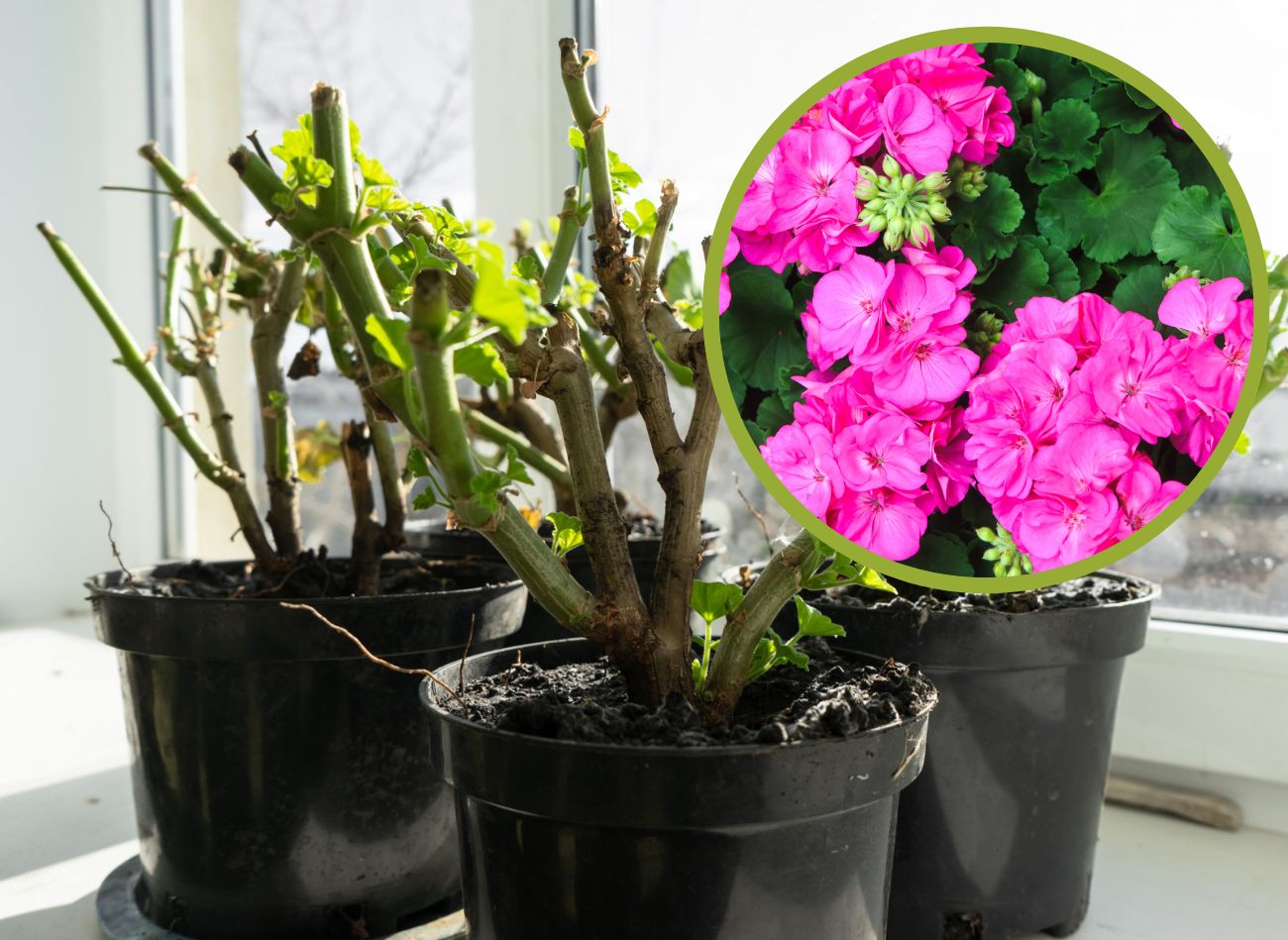 Kiedy budzić pelargonie do życia? Trzymaj się ważnych zasad - Deccoria.pl