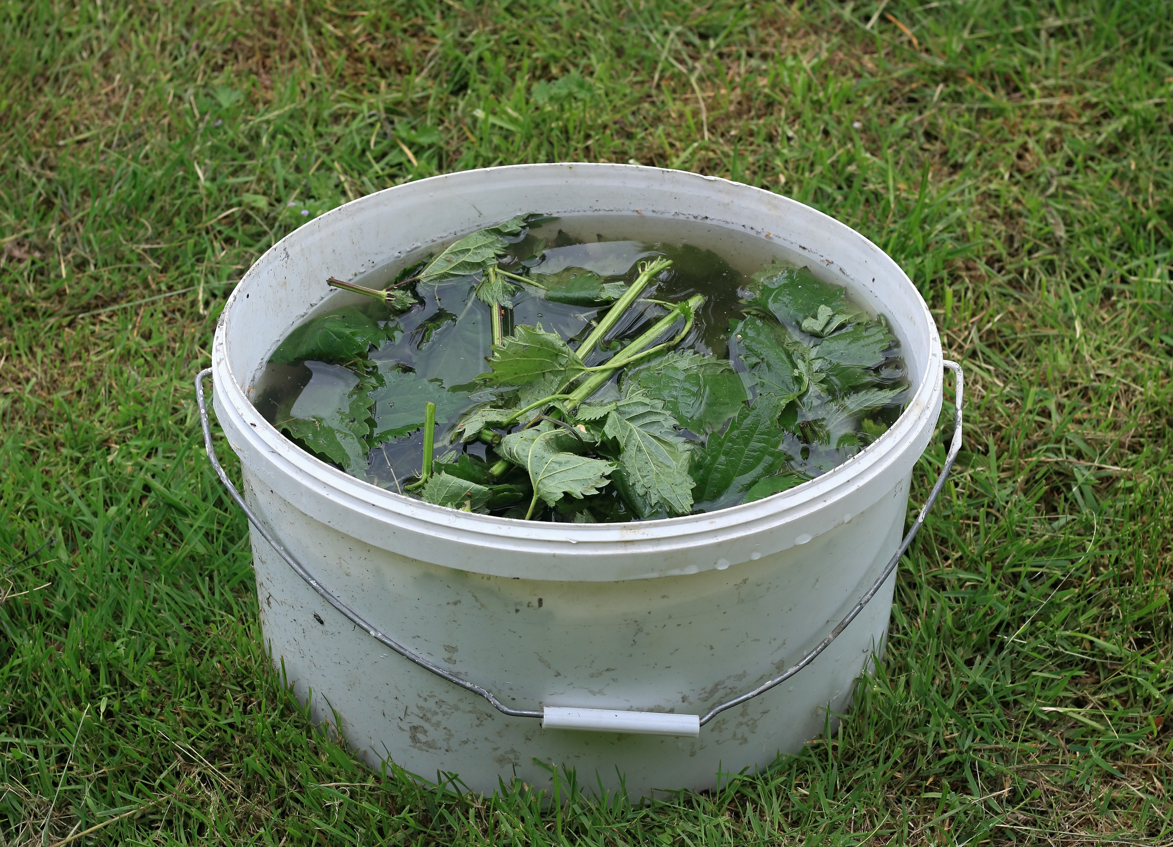 Gnojówka z pokrzywy. Dla których roślin w ogrodzie jest ...