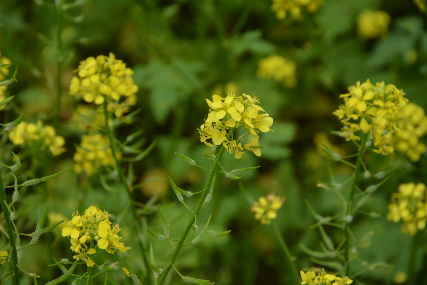 Gorczyca polna (Sinapis arvensis) – uprawa, pielęgnacja, stanowisko ...