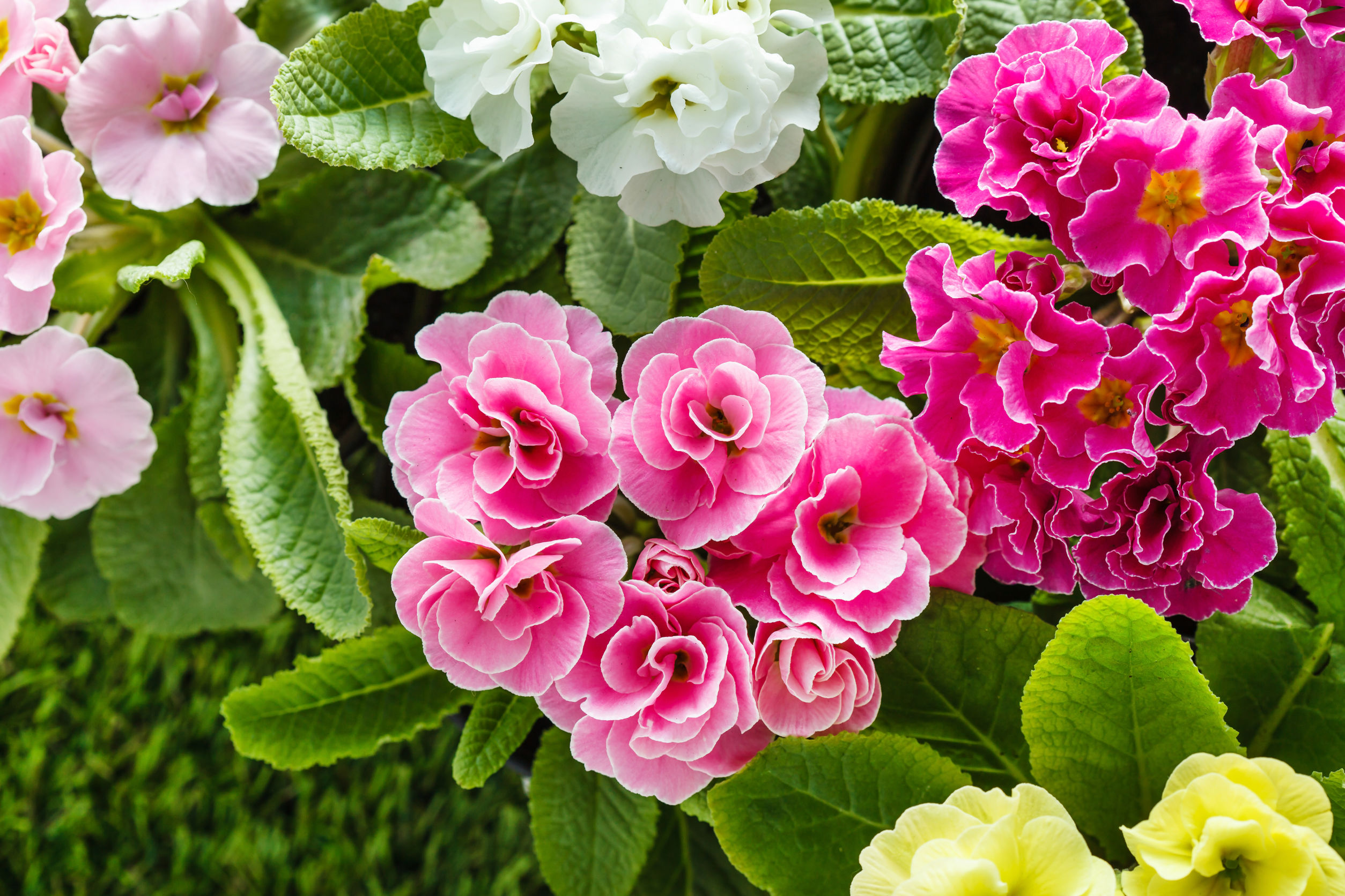 Pierwiosnki - prymule w donicach na balkony i tarasy - Deccoria.pl