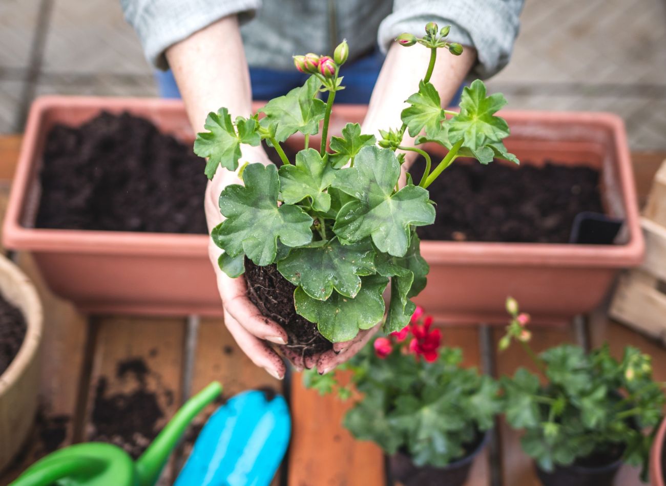 Jak rozmnażać pelargonie latem? Oto najważniejsze zasady - Deccoria.pl