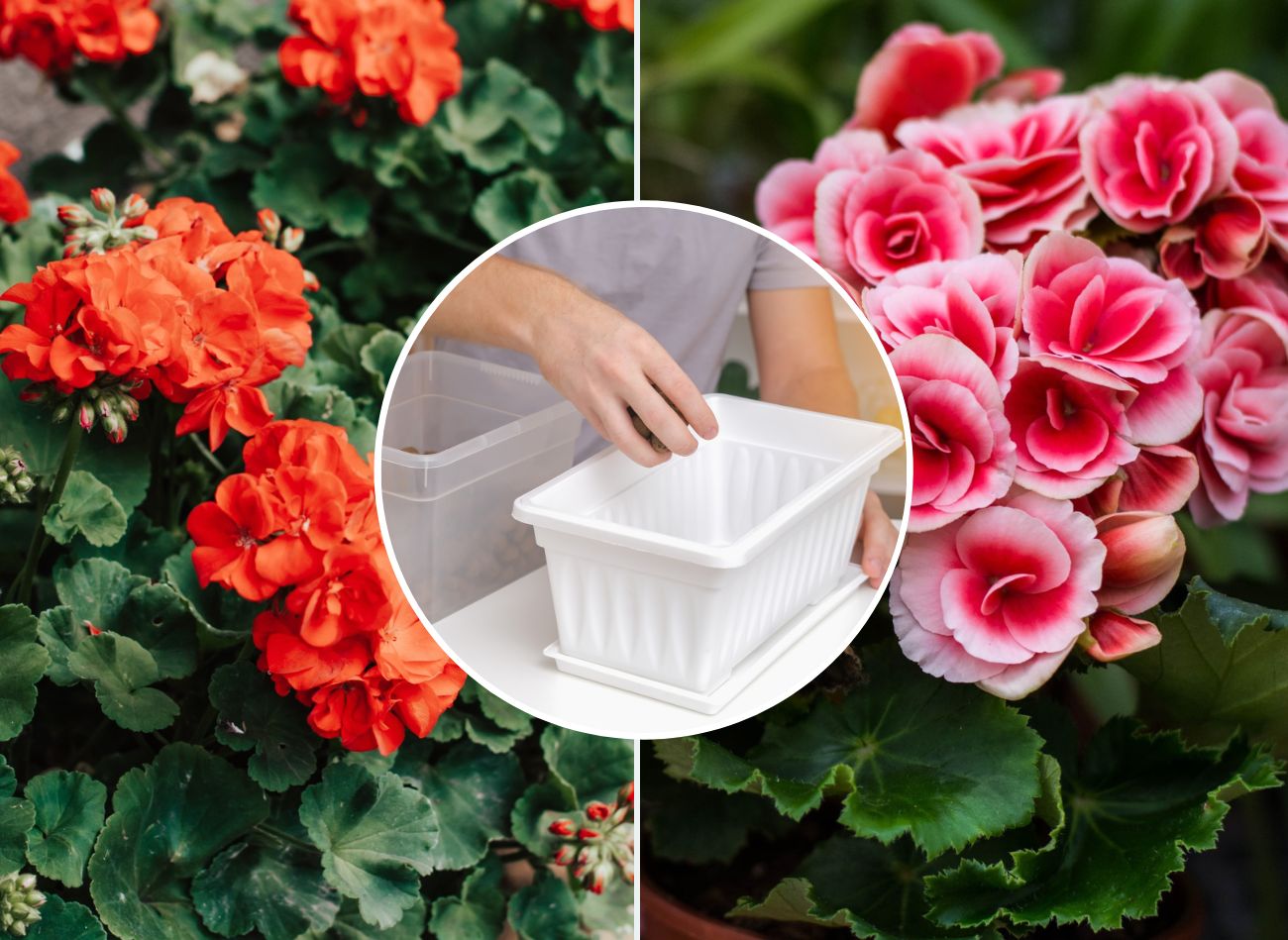 Zimowanie pelargonii i begonii. Jak najlepiej to zrobić, by przetrwały do wiosny? - Deccoria.pl