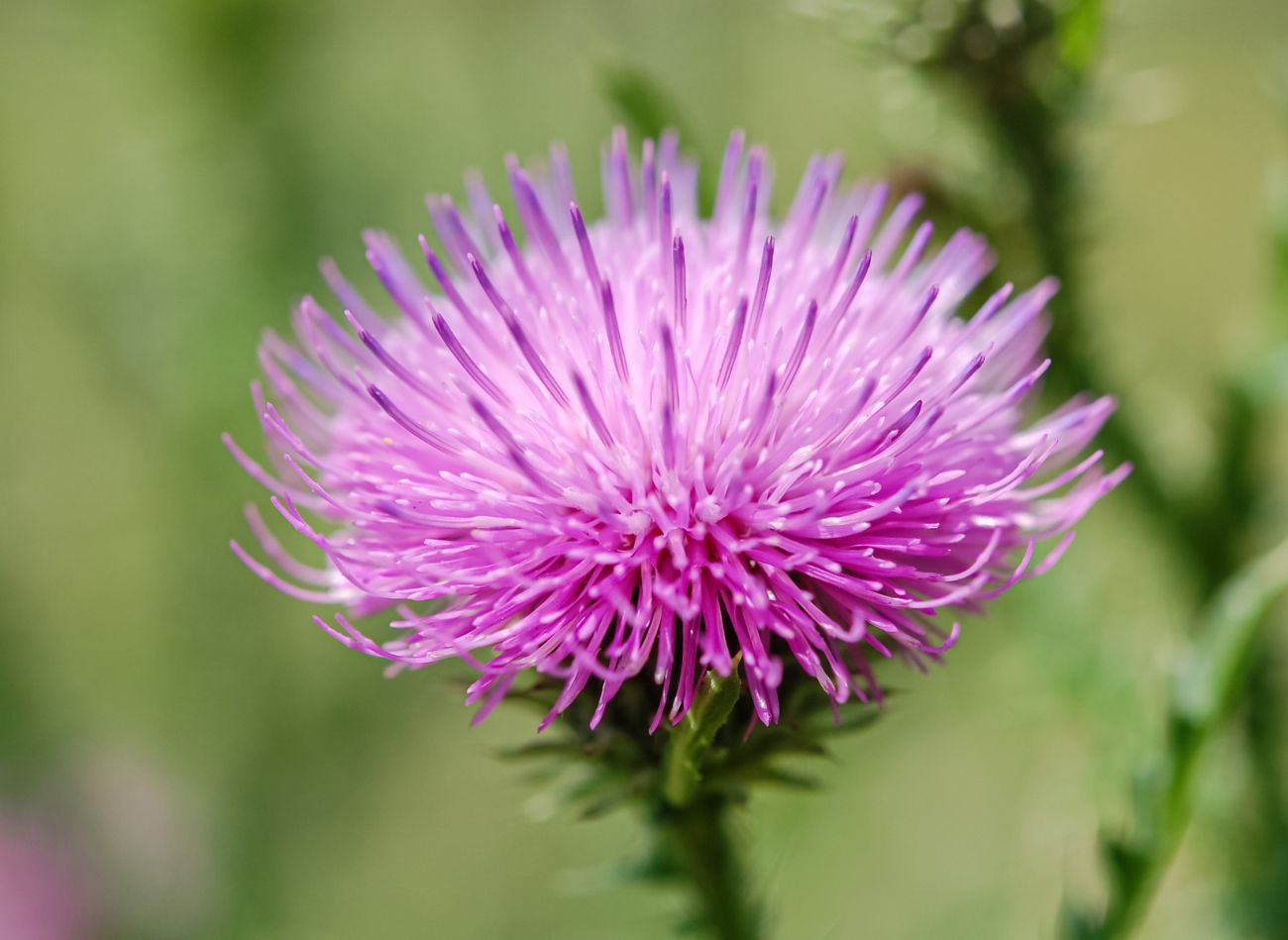 Przypomina oset, ale to nie chwast. Ostropest plamisty – uprawa w ...