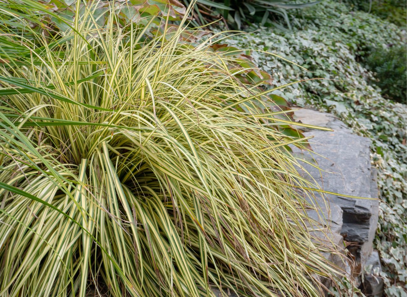 Turzyca (Carex) – uprawa, pielęgnacja, stanowisko, podlewanie - Deccoria.pl