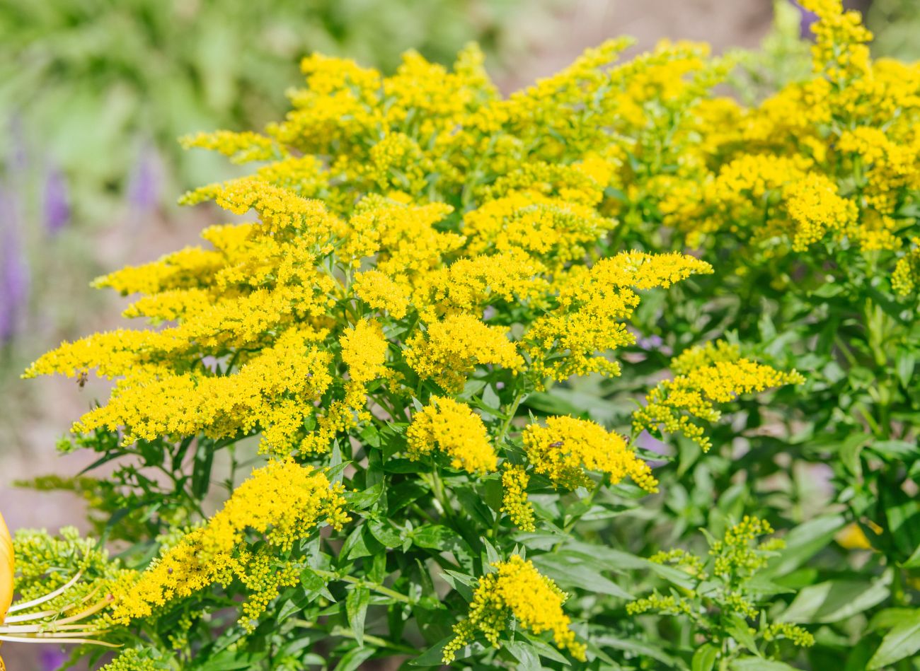 Nawłoć pospolita - charakterystyka, wymagania, uprawa, wygląd – uprawa ...