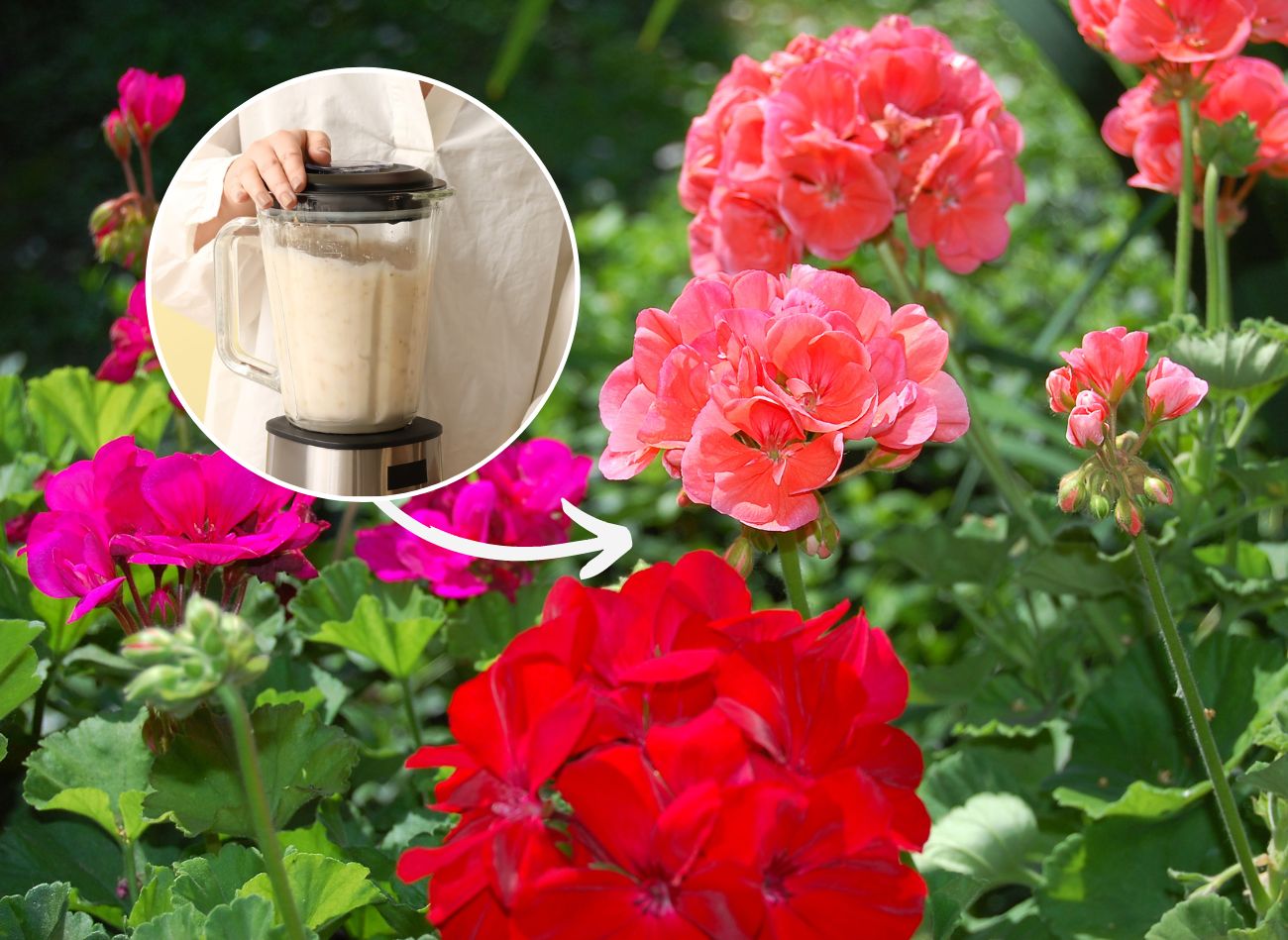 Doskonały domowy nawóz do pelargonii. Wystrzelą do góry i obsypią się kwiatami - Deccoria.pl