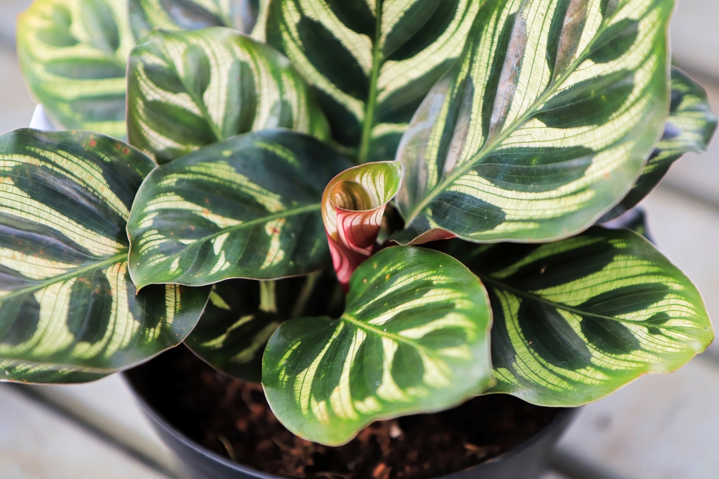 Kalatea (Calathea) – uprawa, pielęgnacja, stanowisko, podlewanie ...