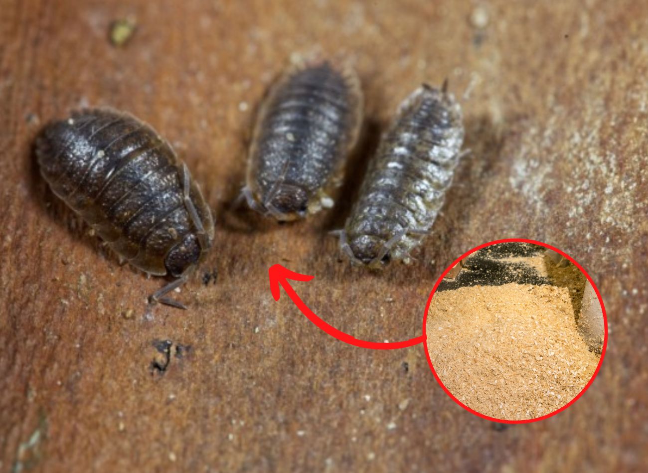 Stonoga murowa i prosionek szorstki - jak wytępić szkodniki? - Deccoria.pl