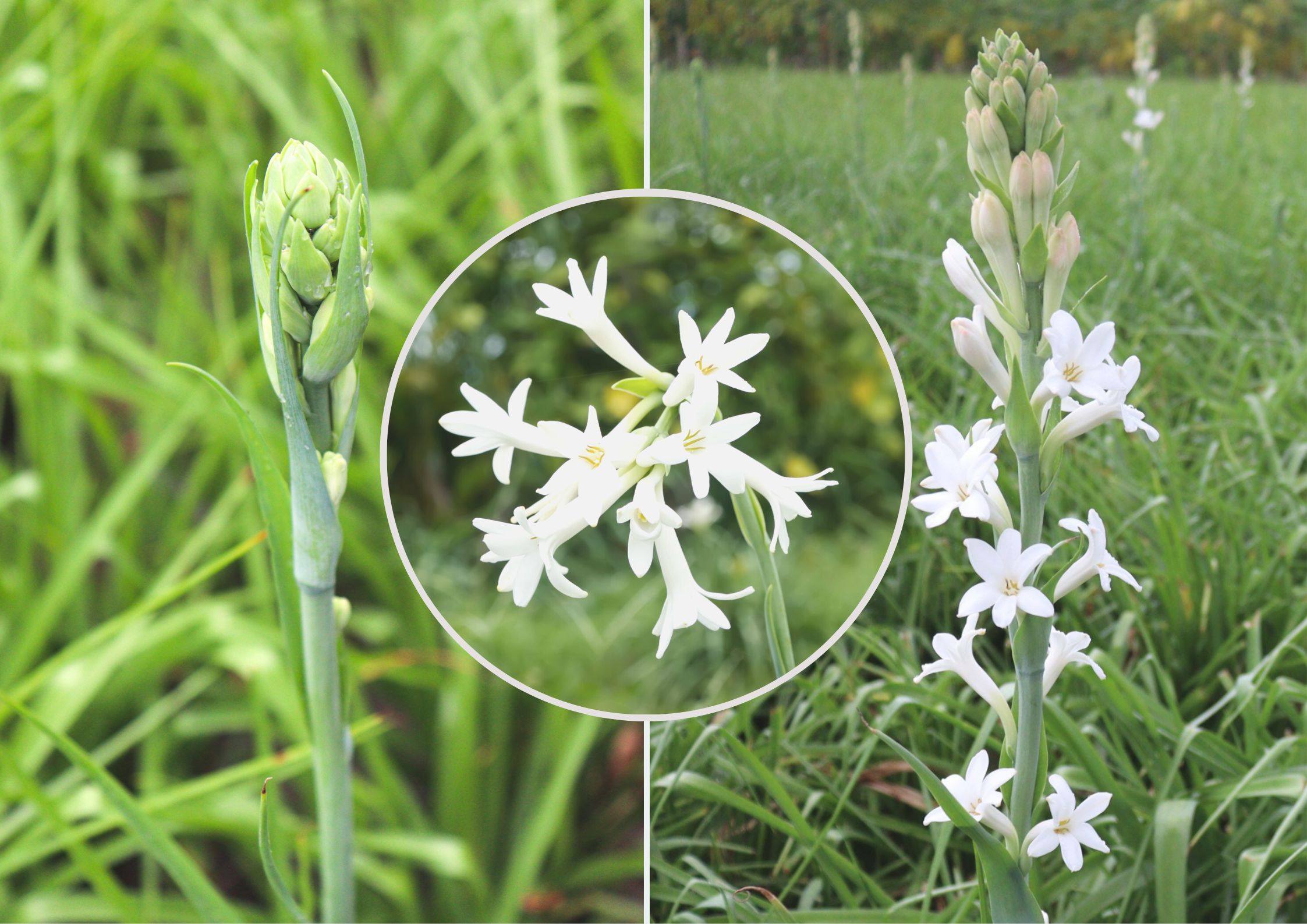 Tuberoza wonna - królowa nocy. Jak uprawiać tuberozę w ogrodzie i domu ...