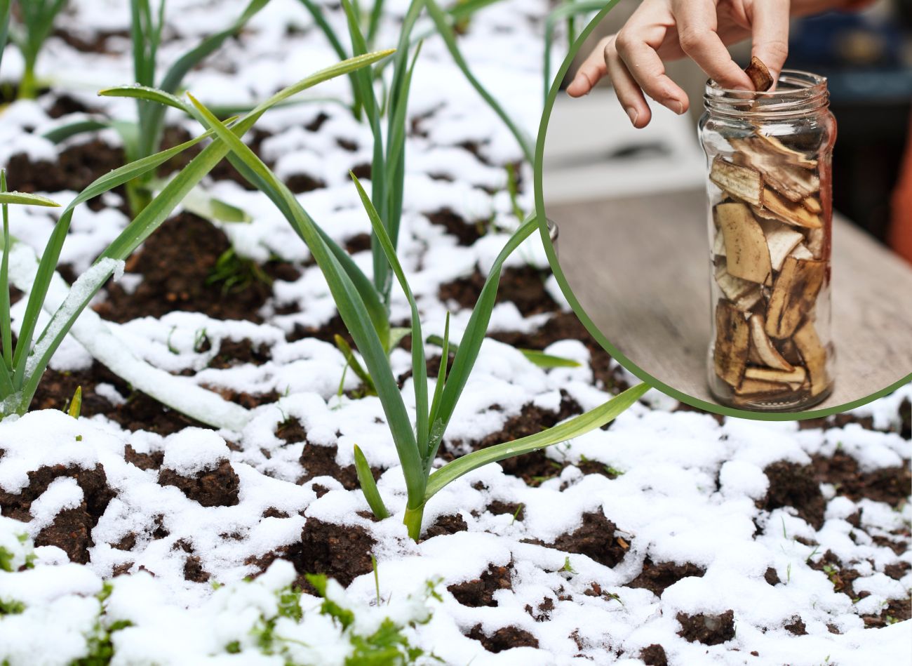Cebula i czosnek wzeszły w zimie - co robić? - Deccoria.pl