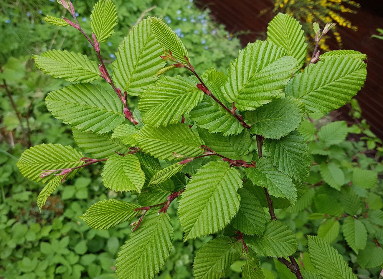 Grab pospolity (Carpinus betulus) – uprawa, pielęgnacja, stanowisko ...