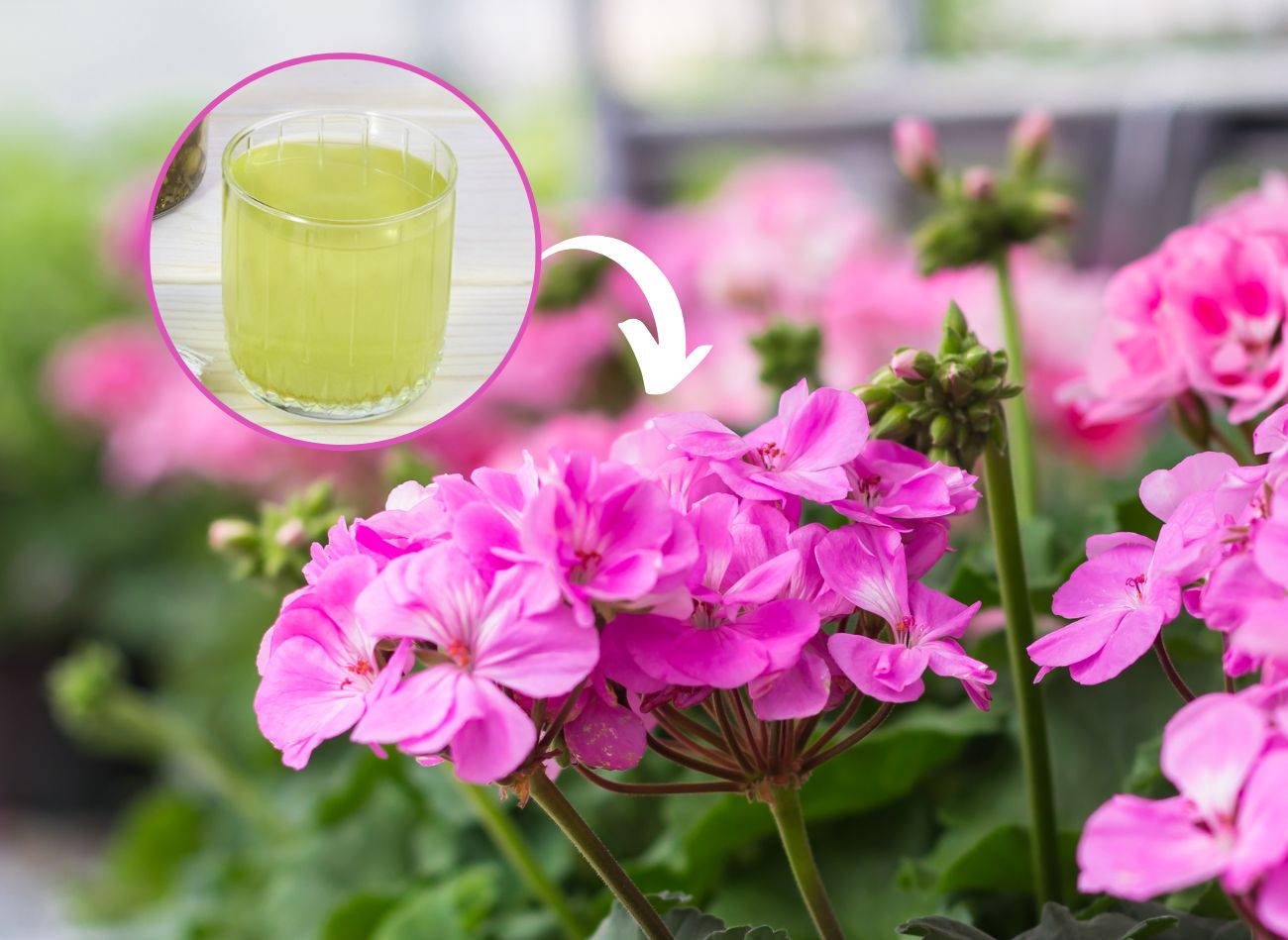 Jedna szklanka sprawi, że pelargonie eksplodują kwiatami. Jak przygotować domową odzywkę do ...