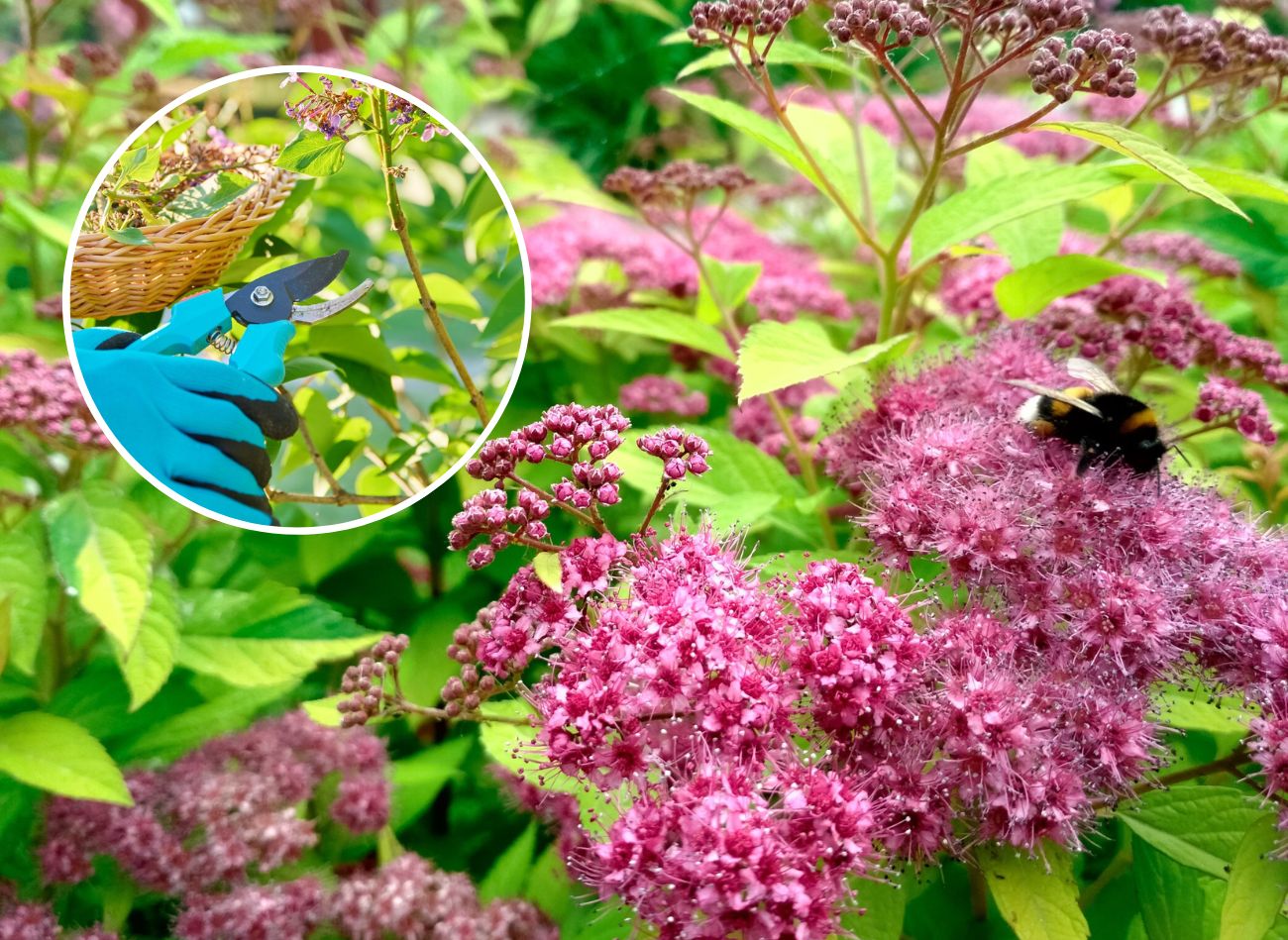 Cięcie tawuły – kiedy i jak przycinać krzewy tawuły japońskiej? Zasady ...