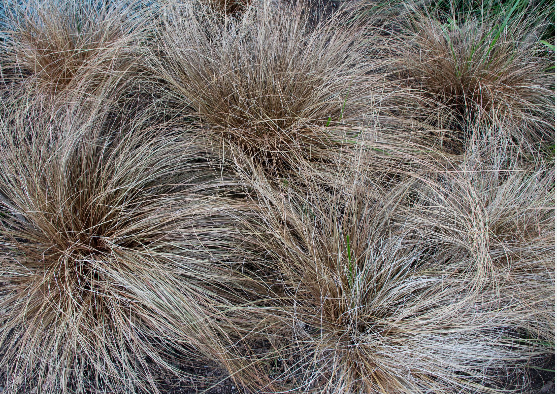 Turzyca włosista (Carex comans) – uprawa i wymagania – uprawa ...