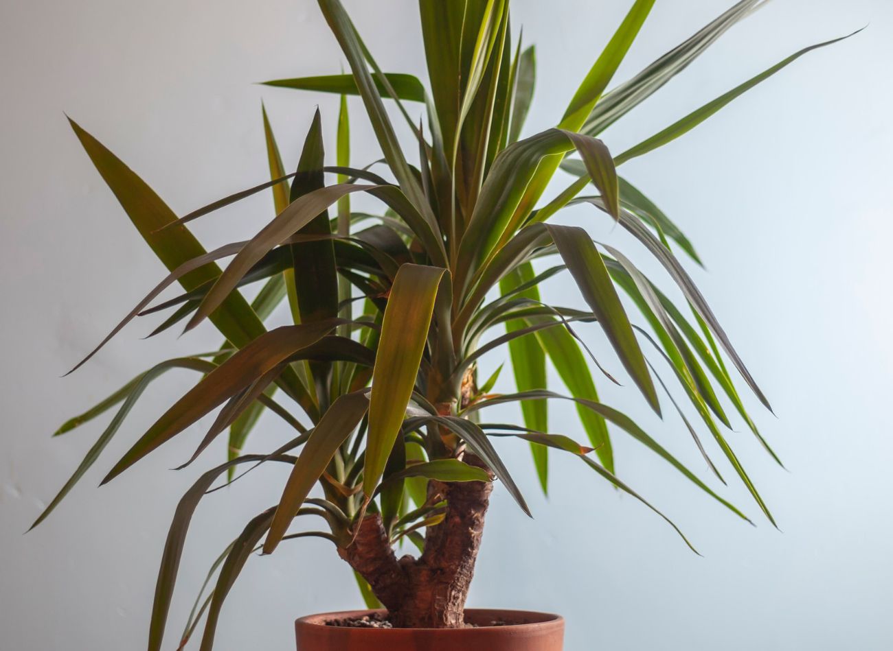 Juka wreszcie wystrzeli do góry i wypuści nowe liście. To zasługa ...