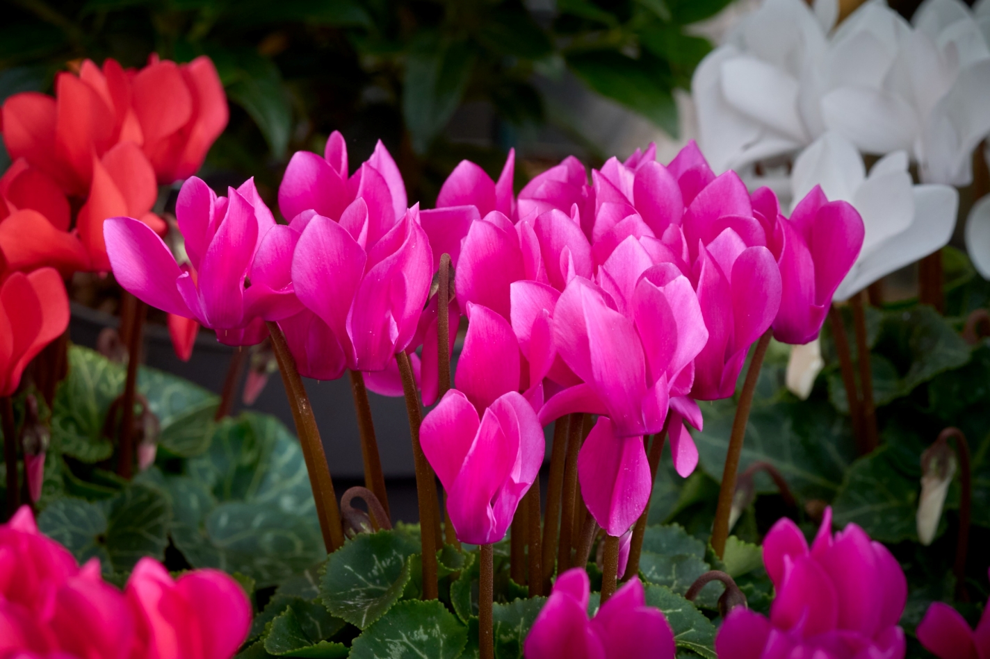 Cyklamen perski (Cyclamen persicum) – uprawa, pielęgnacja, stanowisko ...