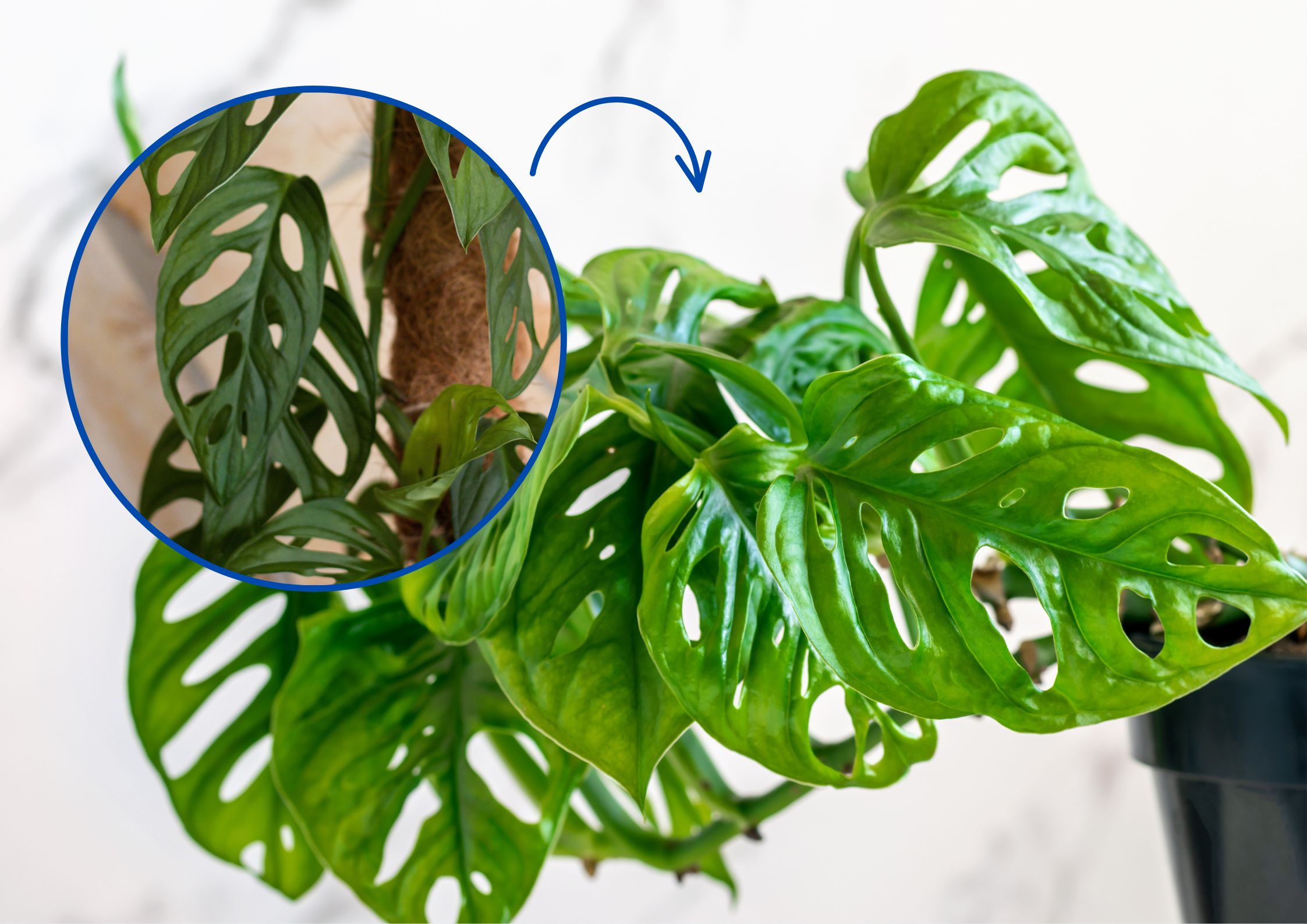 Jak uprawiać monsterę laniatą? Poznaj podstawowe informacje o tej ...