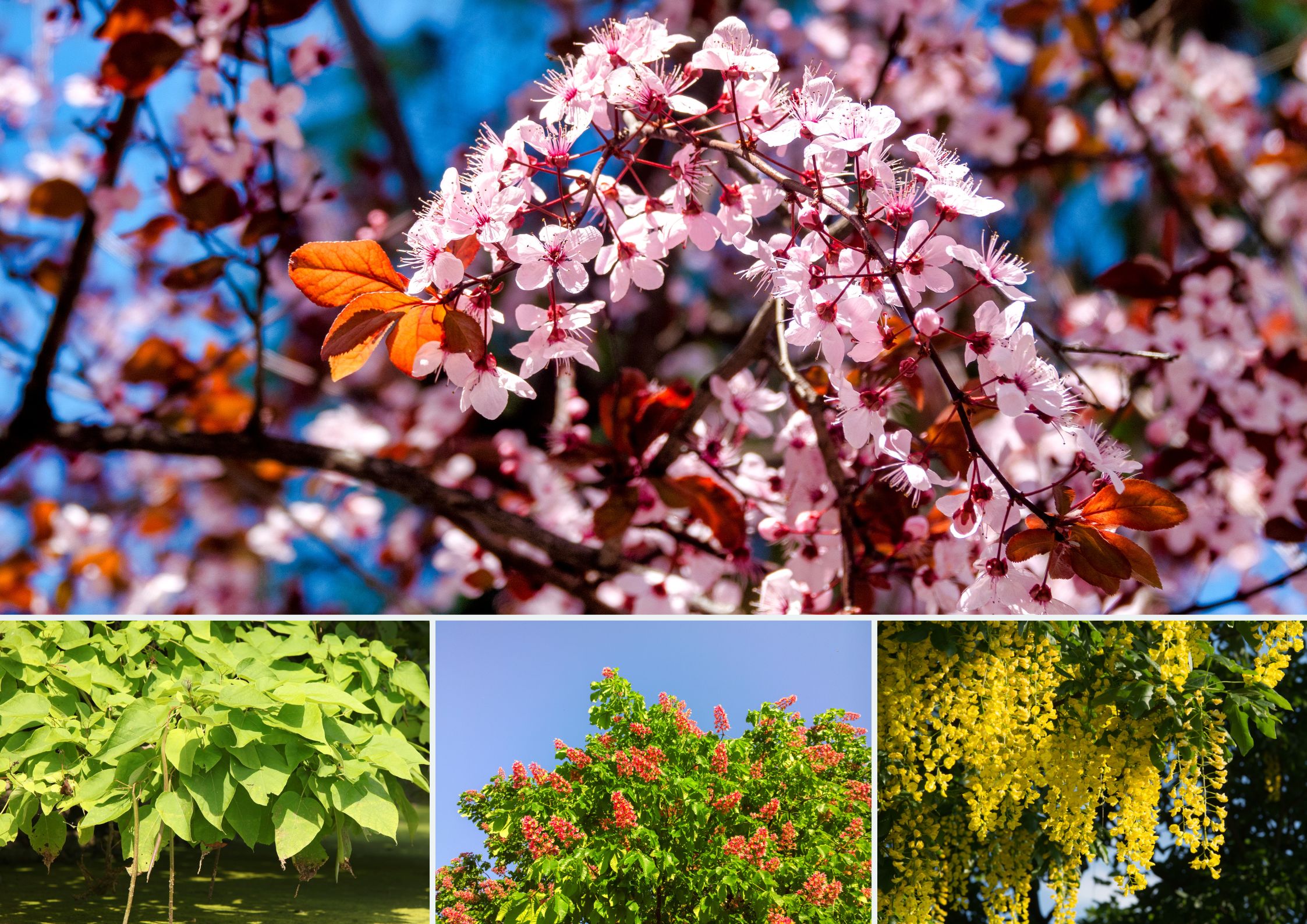 Jakie są najlepsze drzewa soliterowe? - Deccoria.pl