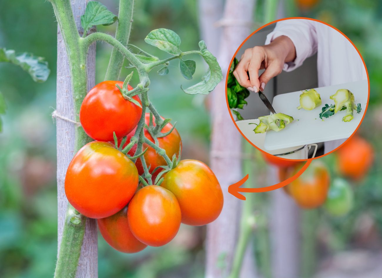 Niedobór potasu w pomidorach. Jak rozpoznać i uzupełnić braki potasu w ...