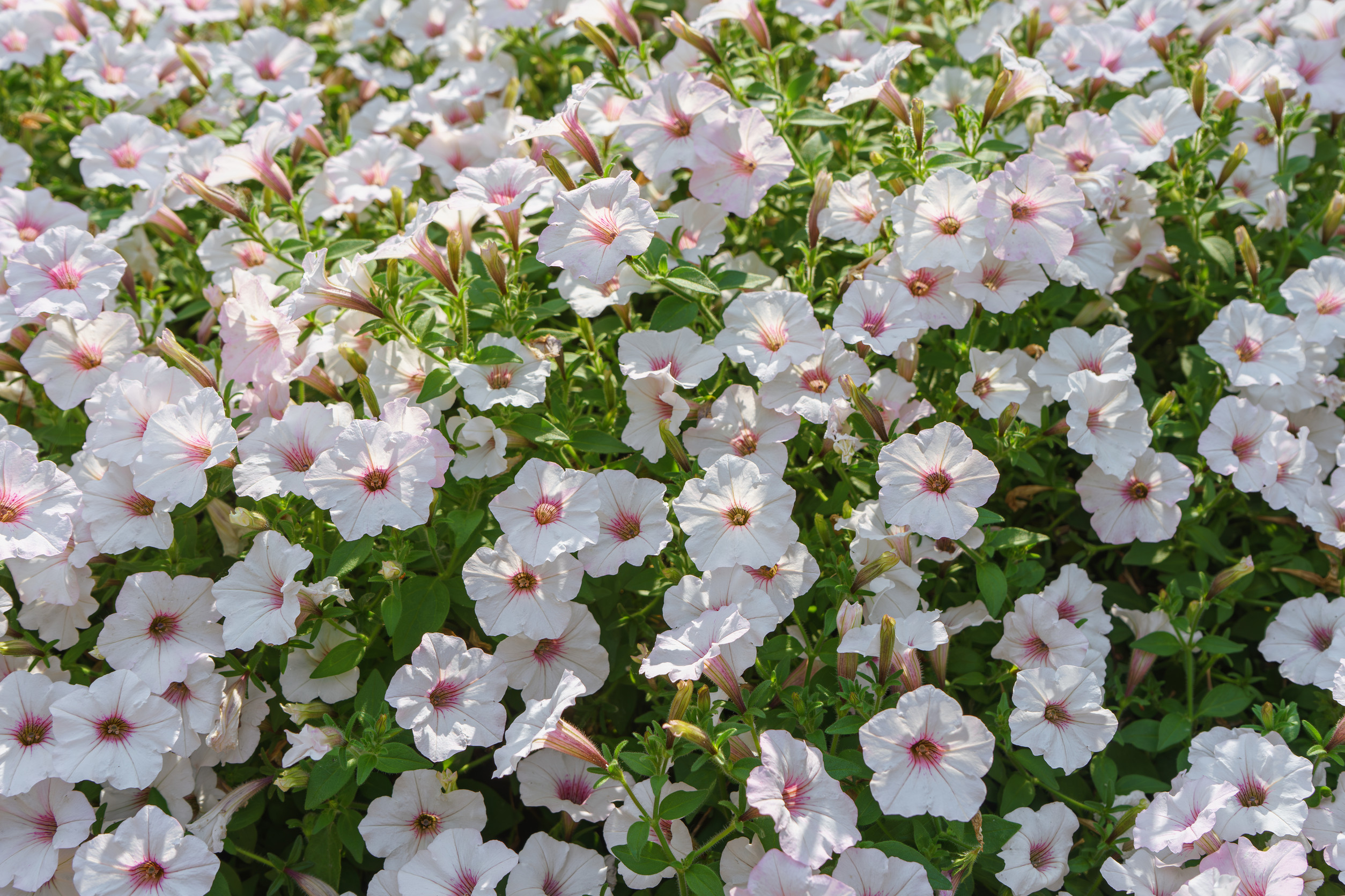 Jak podlewać surfinie w upalne dni? - Deccoria.pl