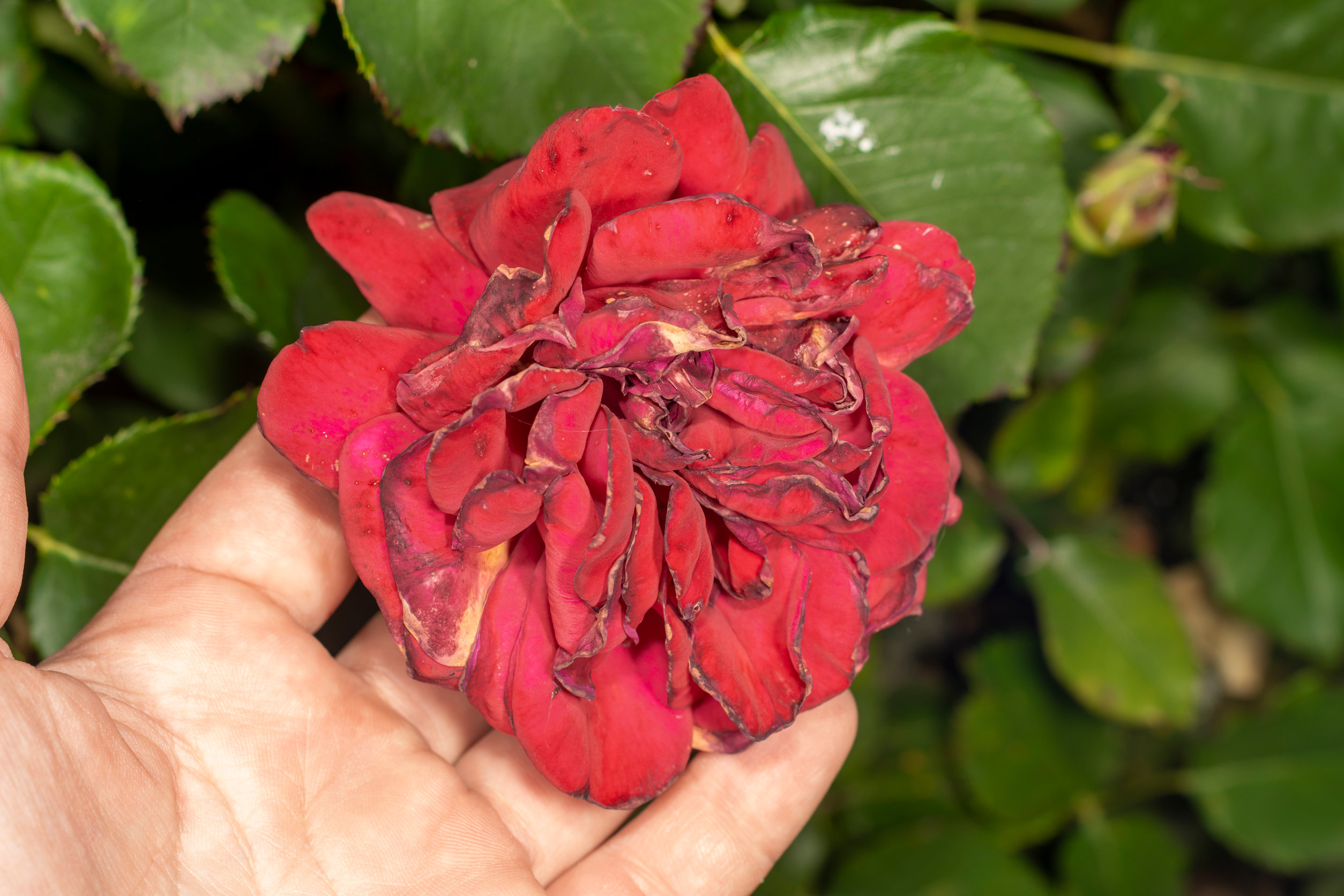 Choroby róż - objawy, zwalczanie, opryski - Deccoria.pl