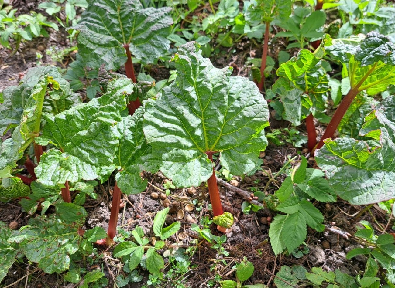 Kiedy i czym nawozić rabarbar? Sadzenie i pielęgnacja rabarbaru ...