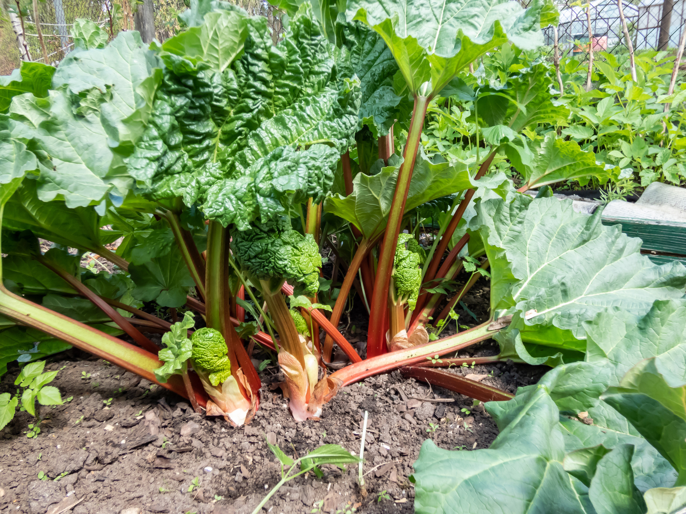 Rabarbar (Rheum rhabarbarum) – uprawa, odmiany i właściwości - Deccoria.pl