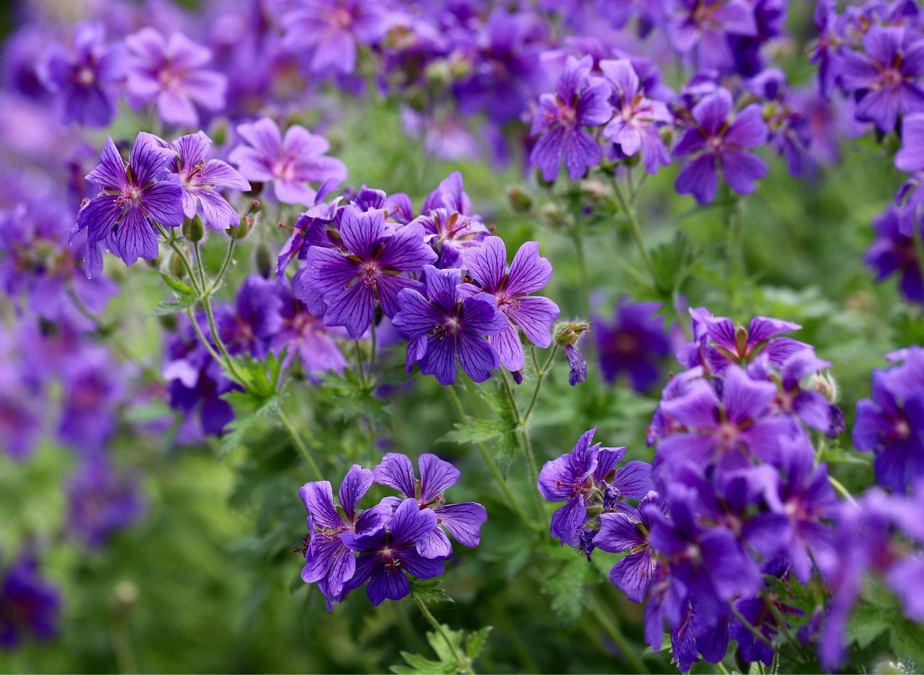 Bodziszek Wallicha - odmiany i uprawa - Deccoria.pl