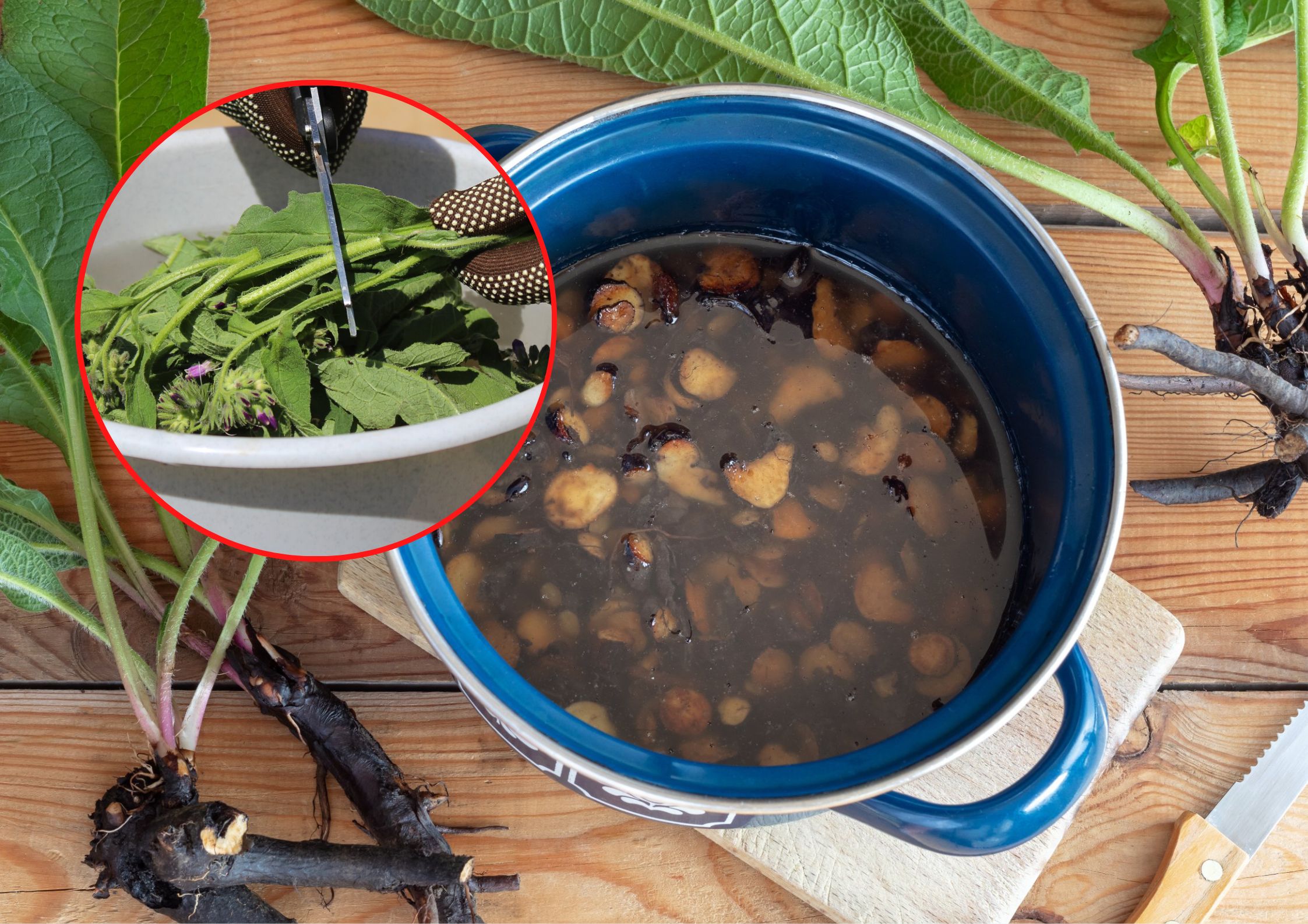 Gnojówka i „sok” z żywokostu – jak działa, jakie rośliny podlewać ...