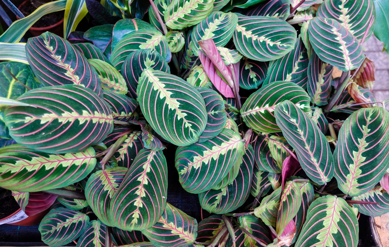 Maranta (Maranta leuconeura) – uprawa, pielęgnacja, stanowisko ...