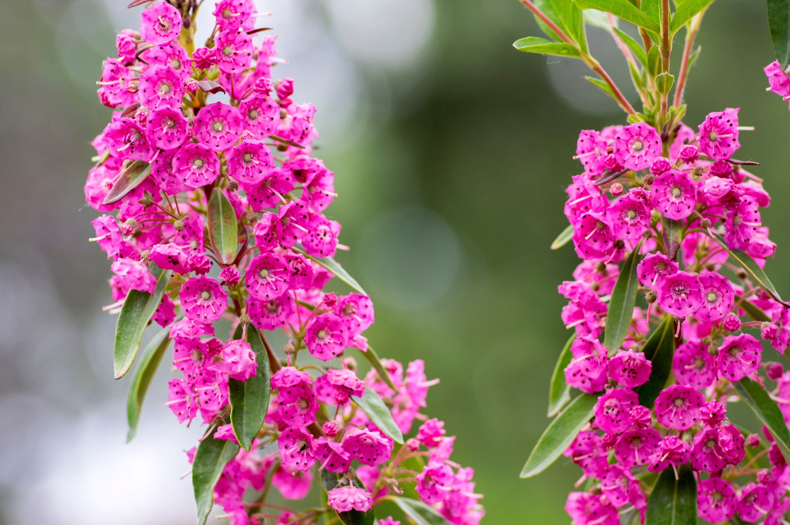 Kalmia wąskolistna (Kalmia angustifolia) - uprawa i pielęgnacja ...